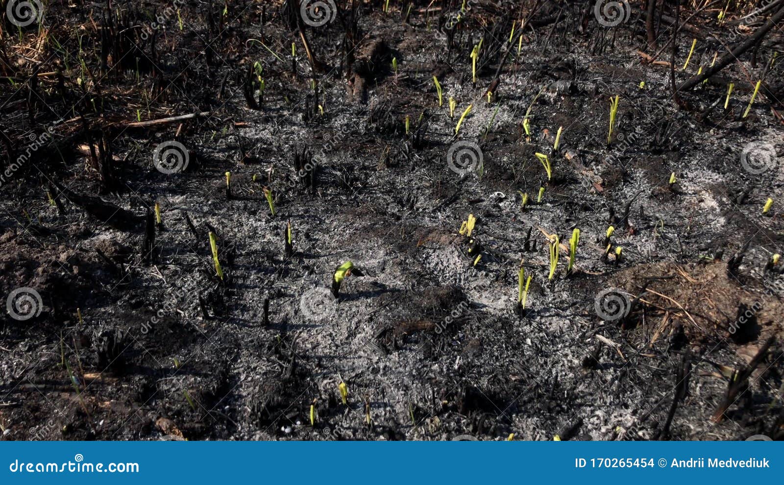 The Greens, Brushes and Grass Grow after Fire. Stock Footage - Video of ...
