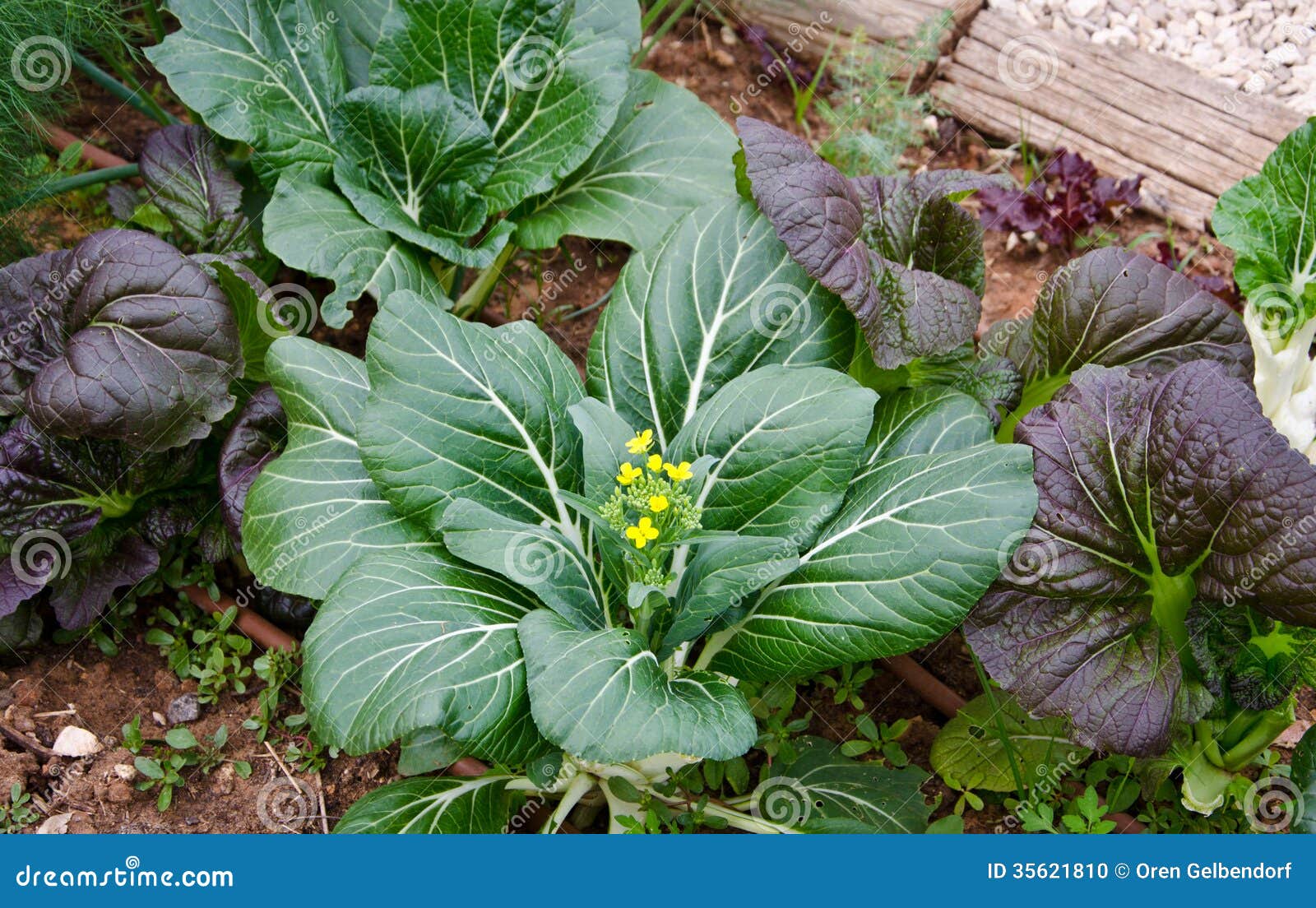 Greens stock photo. Image of grow, backyard, garden, natural - 35621810