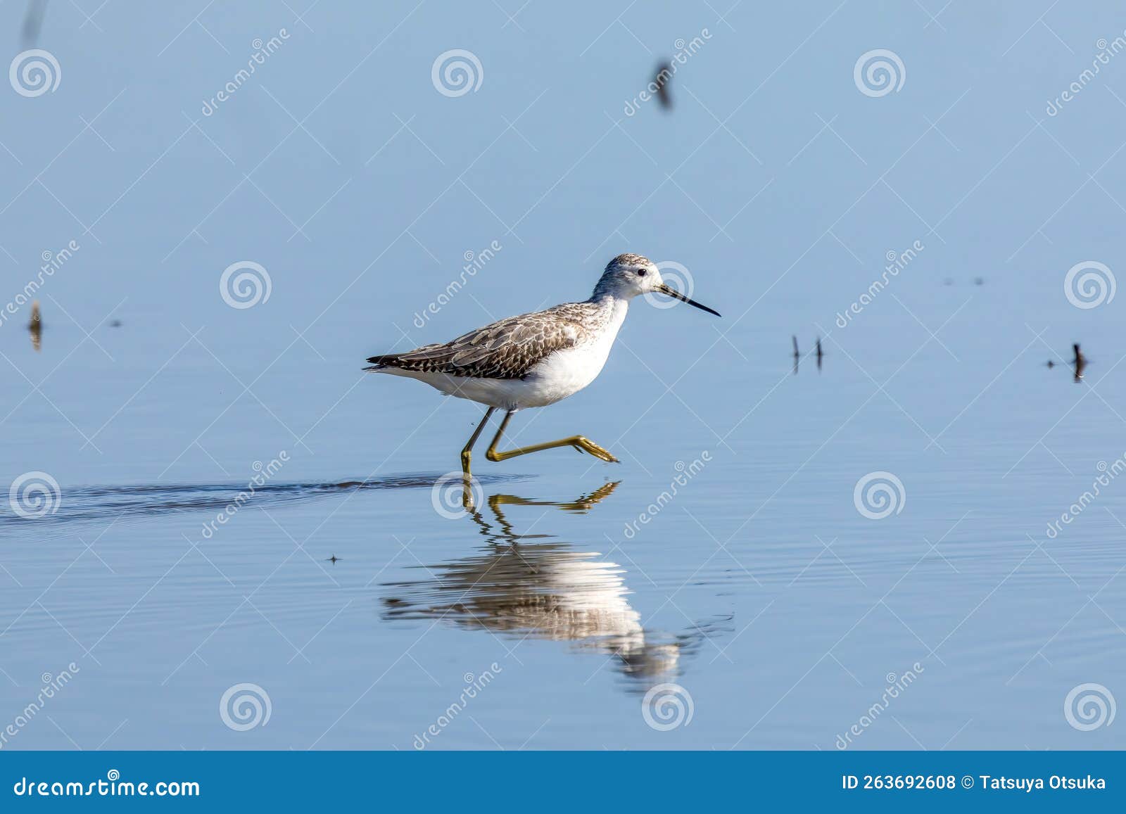 Greenshank in a Lotus Root Field. Stock Photo - Image of field, root ...