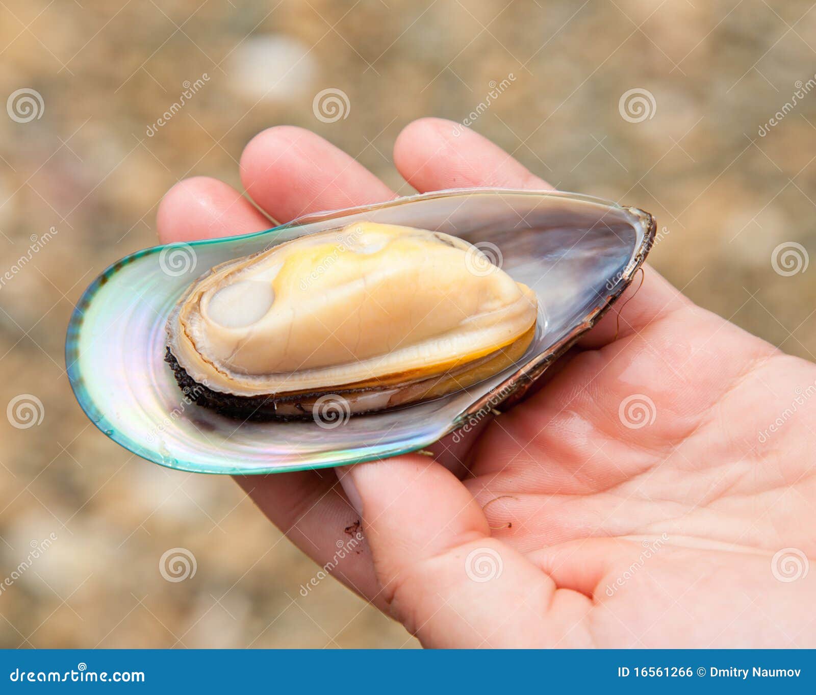 Greenshell mussel stock photo. Image of natural, hand - 16561266