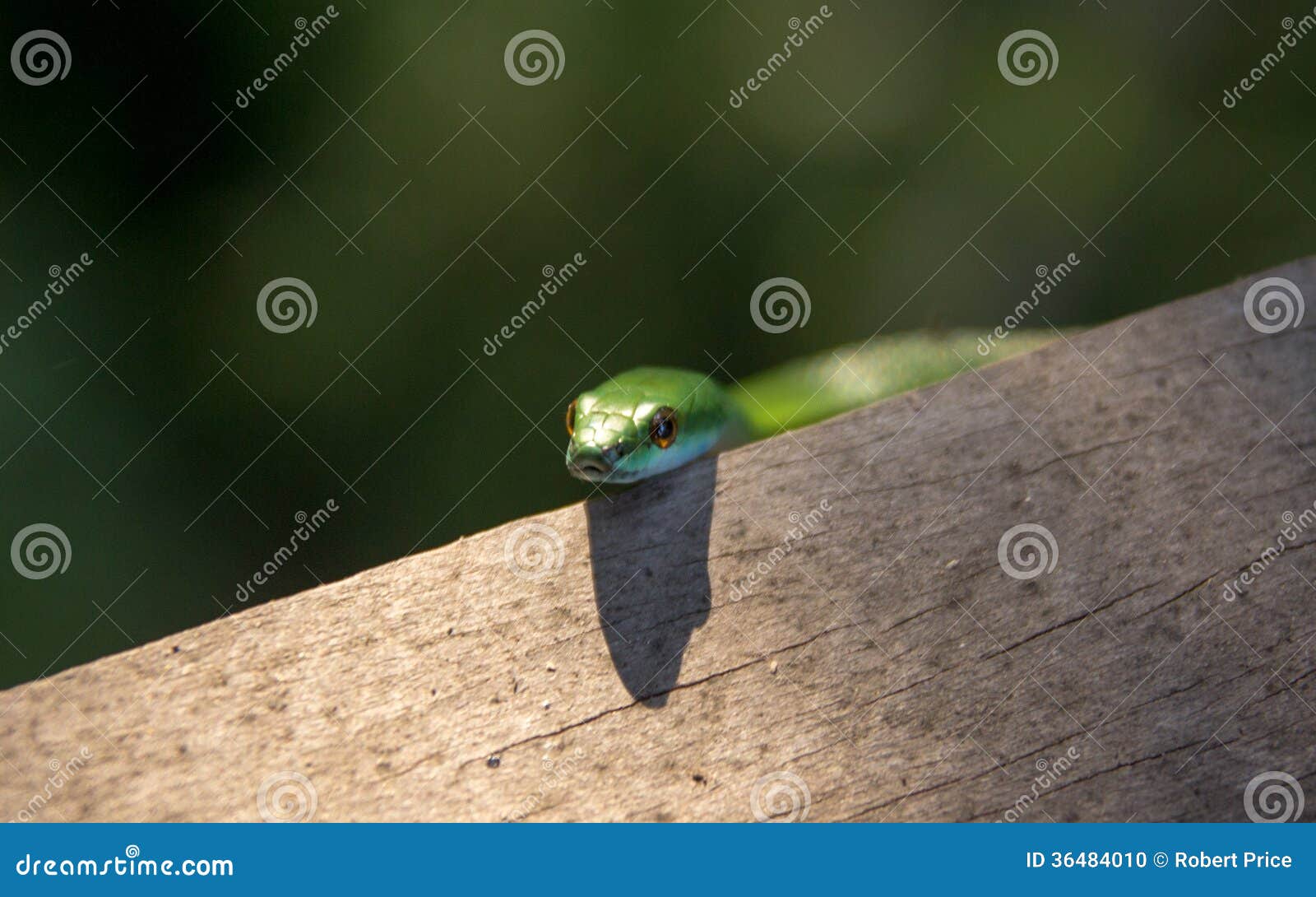 GreenSnake stock photo. Image of slither, outdoors, hide - 36484010