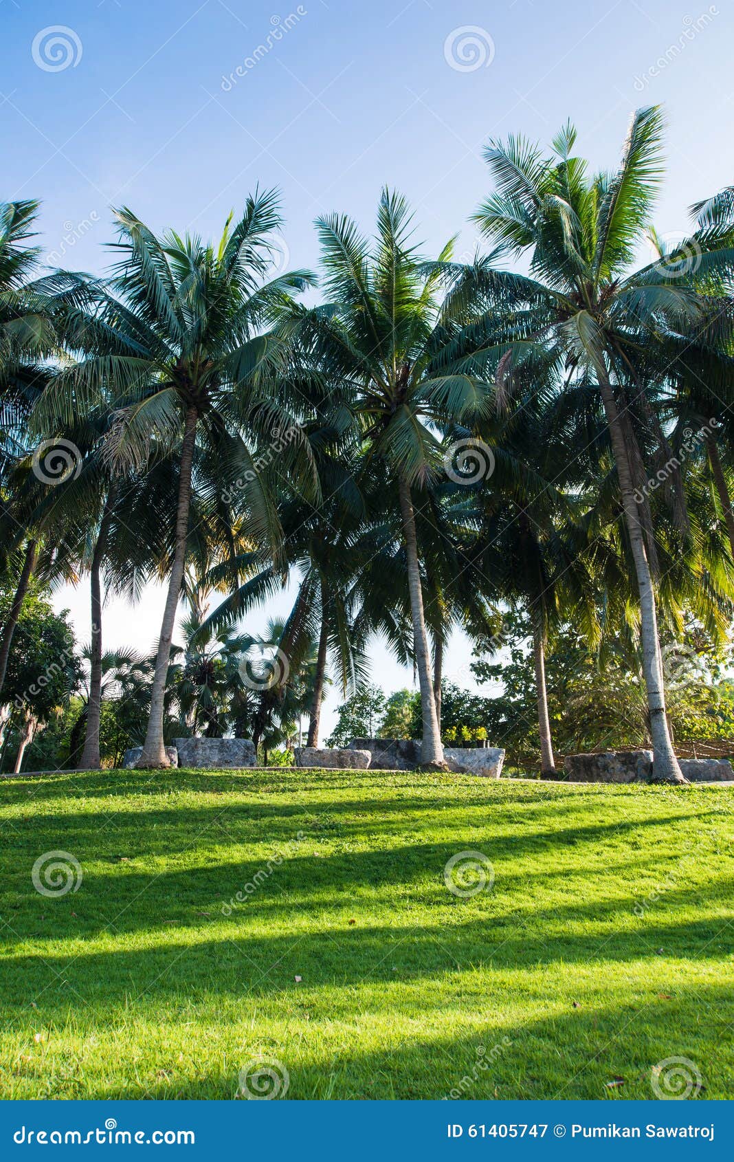 Greensward and Coconut Trees in the Garden Stock Image - Image of brick ...