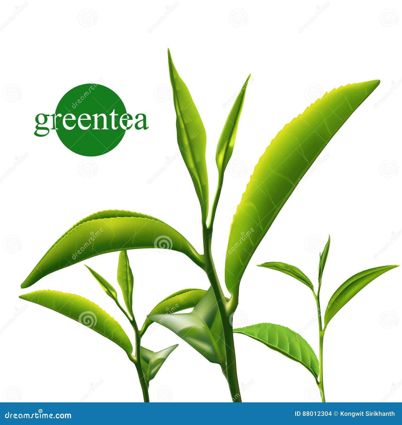 Greentea stock vector. Illustration of ceylon, india - 88012304