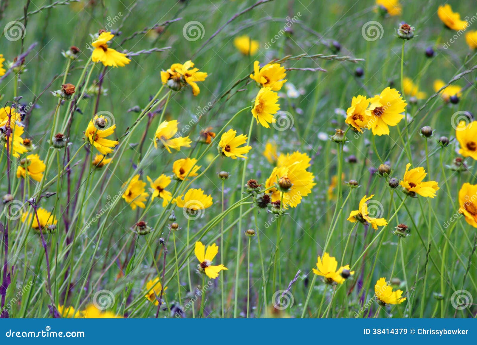 Greenthreads stock image. Image of yellow, texas, spring - 38414379