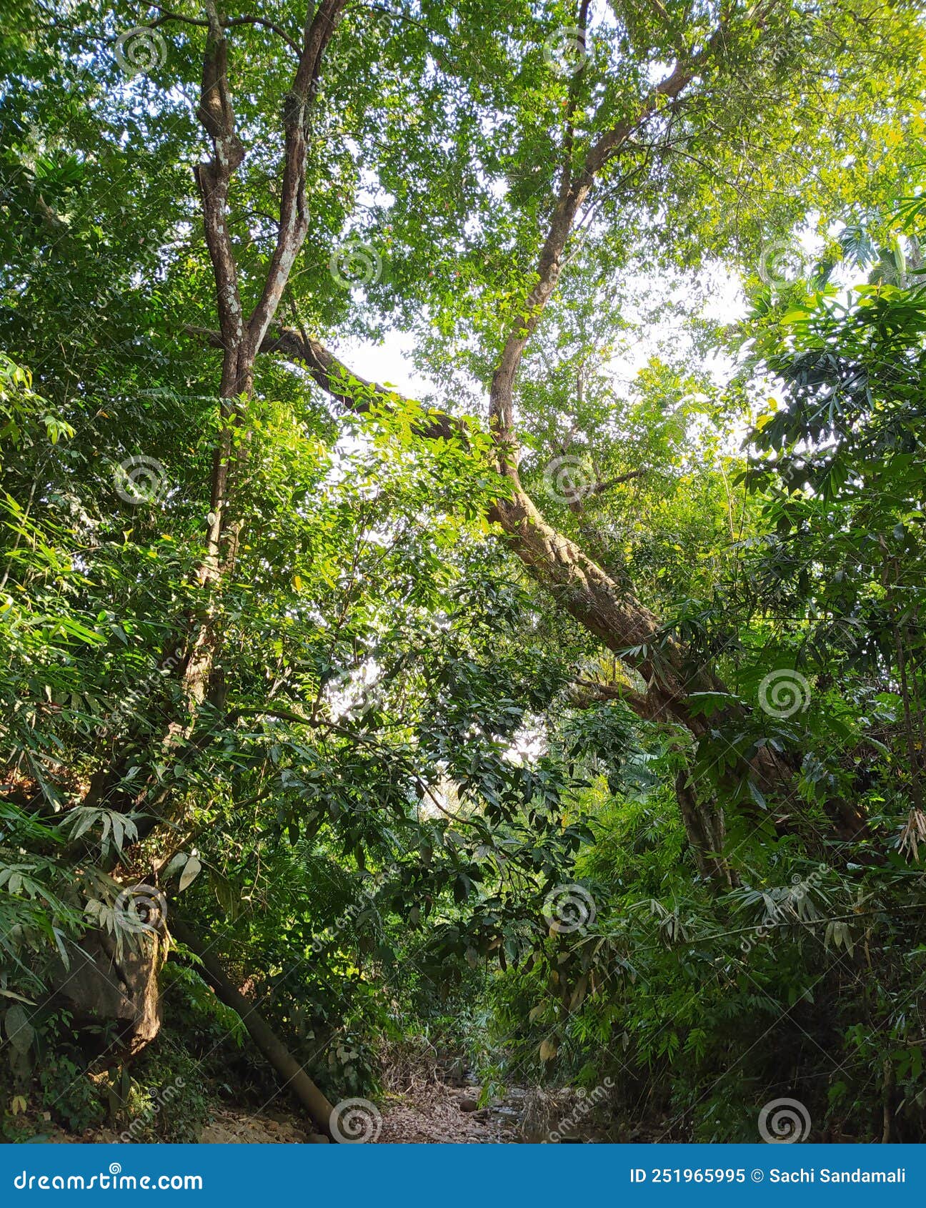 GREENY FOREST stock image. Image of garden, branch, plant - 251965995