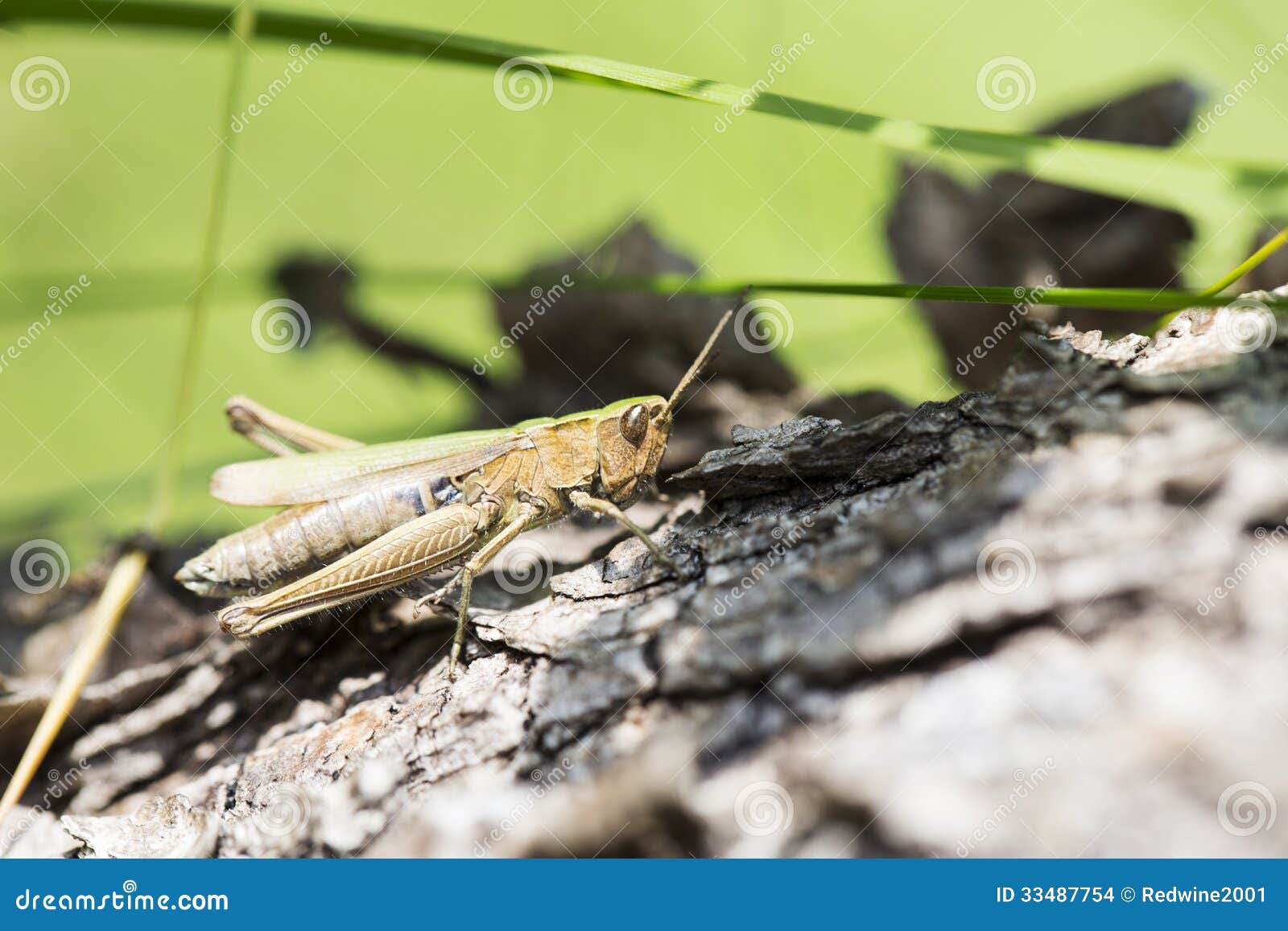 Greeny Grasshopper Stock Photos - Free & Royalty-Free Stock Photos from ...