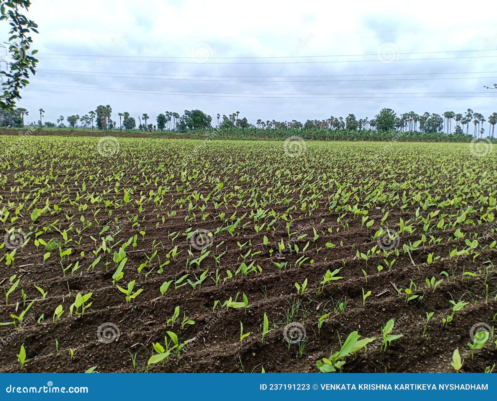 Greeny Growing Fields Nature Stock Photos - Free & Royalty-Free Stock ...