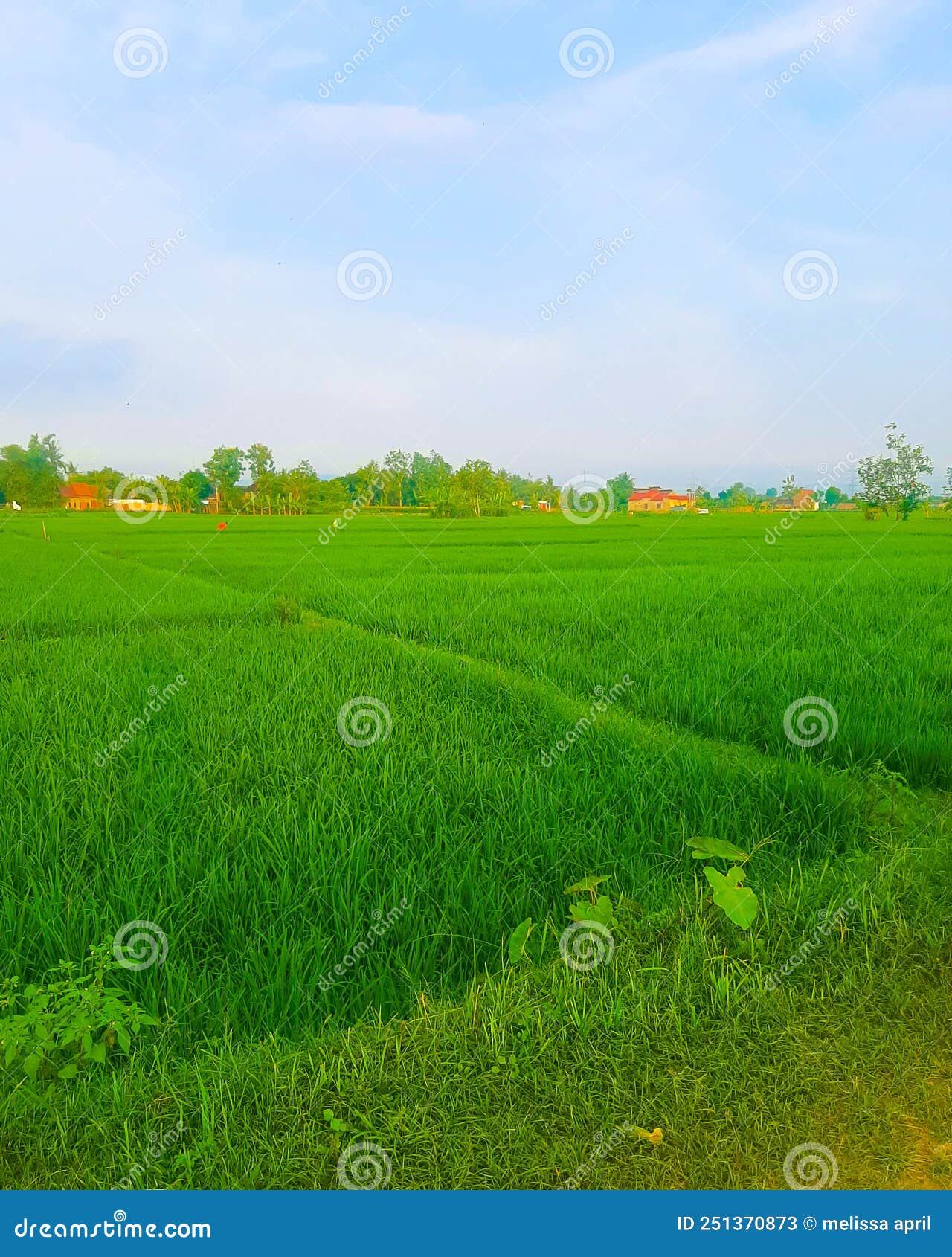 Greeny Paddy Fields in Yogyakarta, Java Island Stock Image - Image of ...