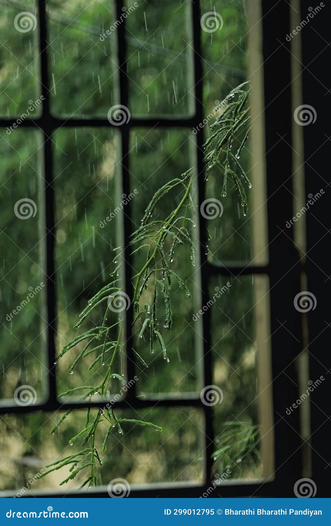 Greeny Tree View from the Window while Raining Stock Image - Image of ...