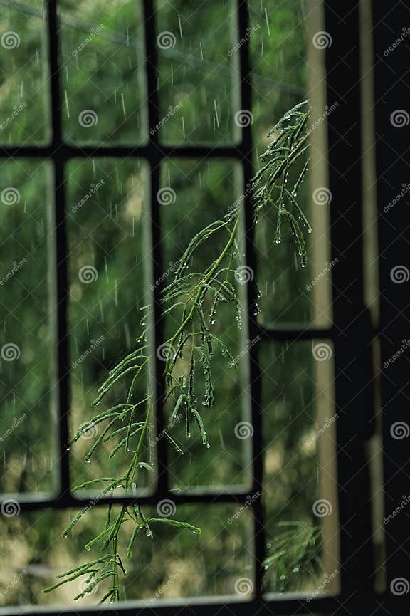 Greeny Tree View from the Window while Raining Stock Image - Image of ...