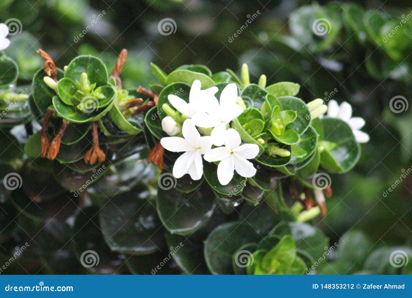 A greeny and white flower stock photo. Image of tree - 148353212