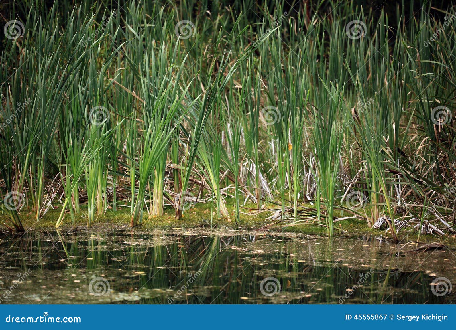 Greesn Sprouts of Bulrush Marsh Stock Image - Image of bulrush, bush ...