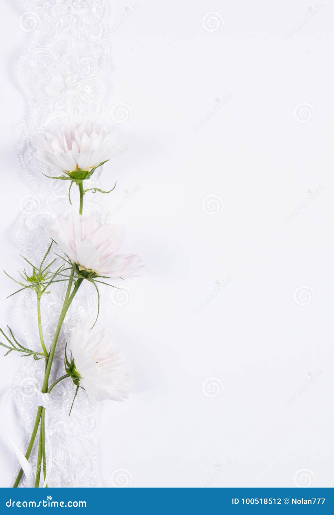 Greeting Card with White Flowers Stock Photo - Image of bright ...