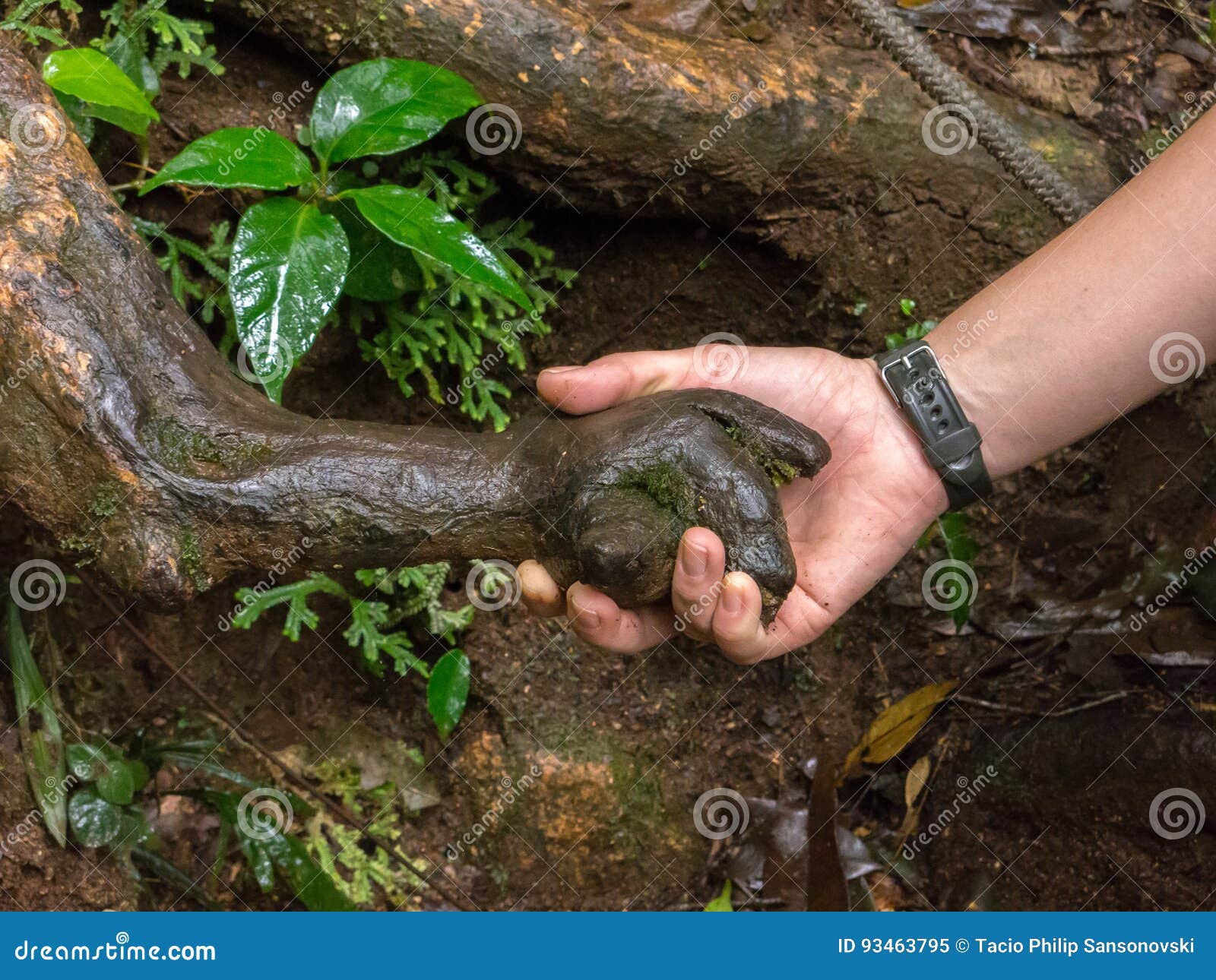 Greeting with Nature - Roots Looking Likes a Hand Stock Image - Image ...