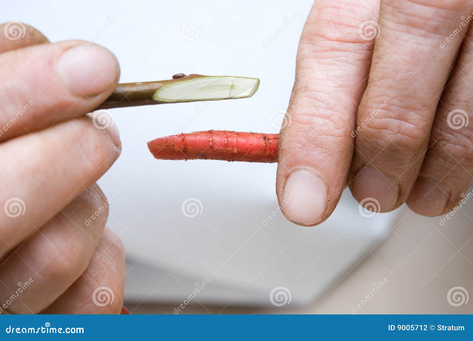 Greffe photo stock. Image du métier, arbre, centrale, greffe - 9005712