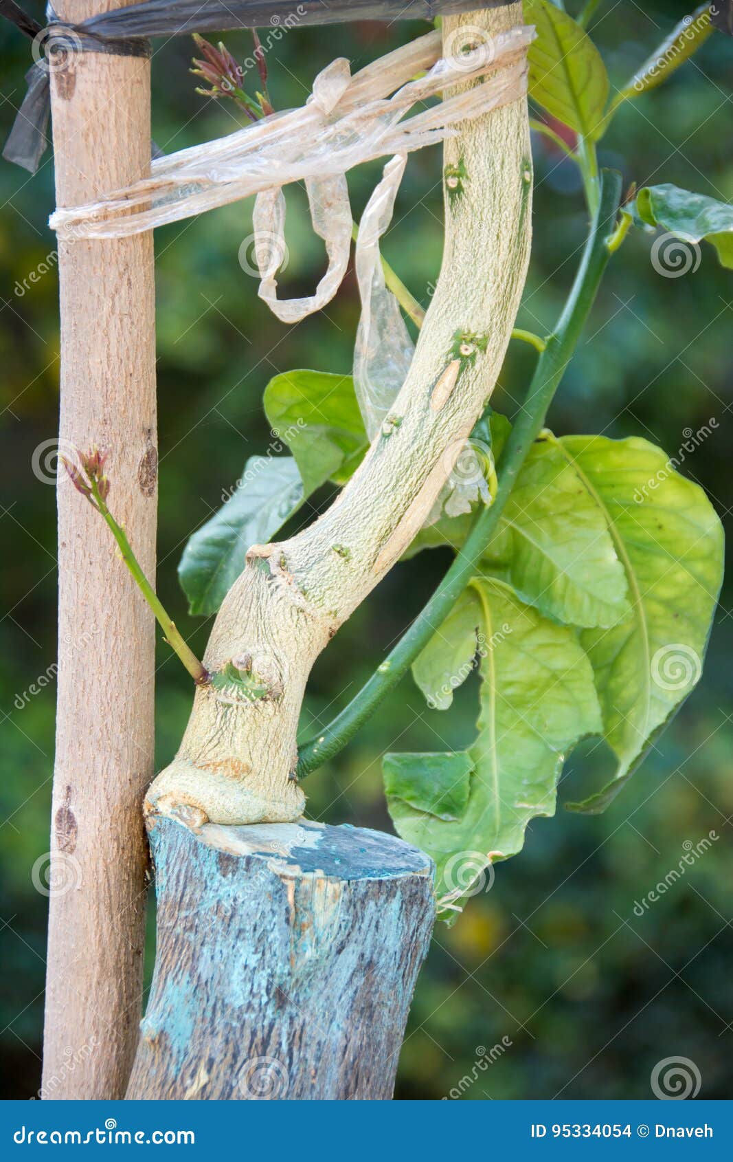 Greffe Agricole Des Arbres D'agrumes Photo stock - Image du cheminée ... Greffe Agricole Des Arbres D'agrumes Photo stock - Image du cheminée ...