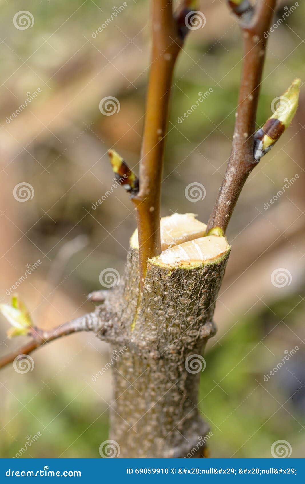 Greffe Des Arbres Fruitiers Photo stock - Image du bourgeon, flore ... Greffe Des Arbres Fruitiers Photo stock - Image du bourgeon, flore ...