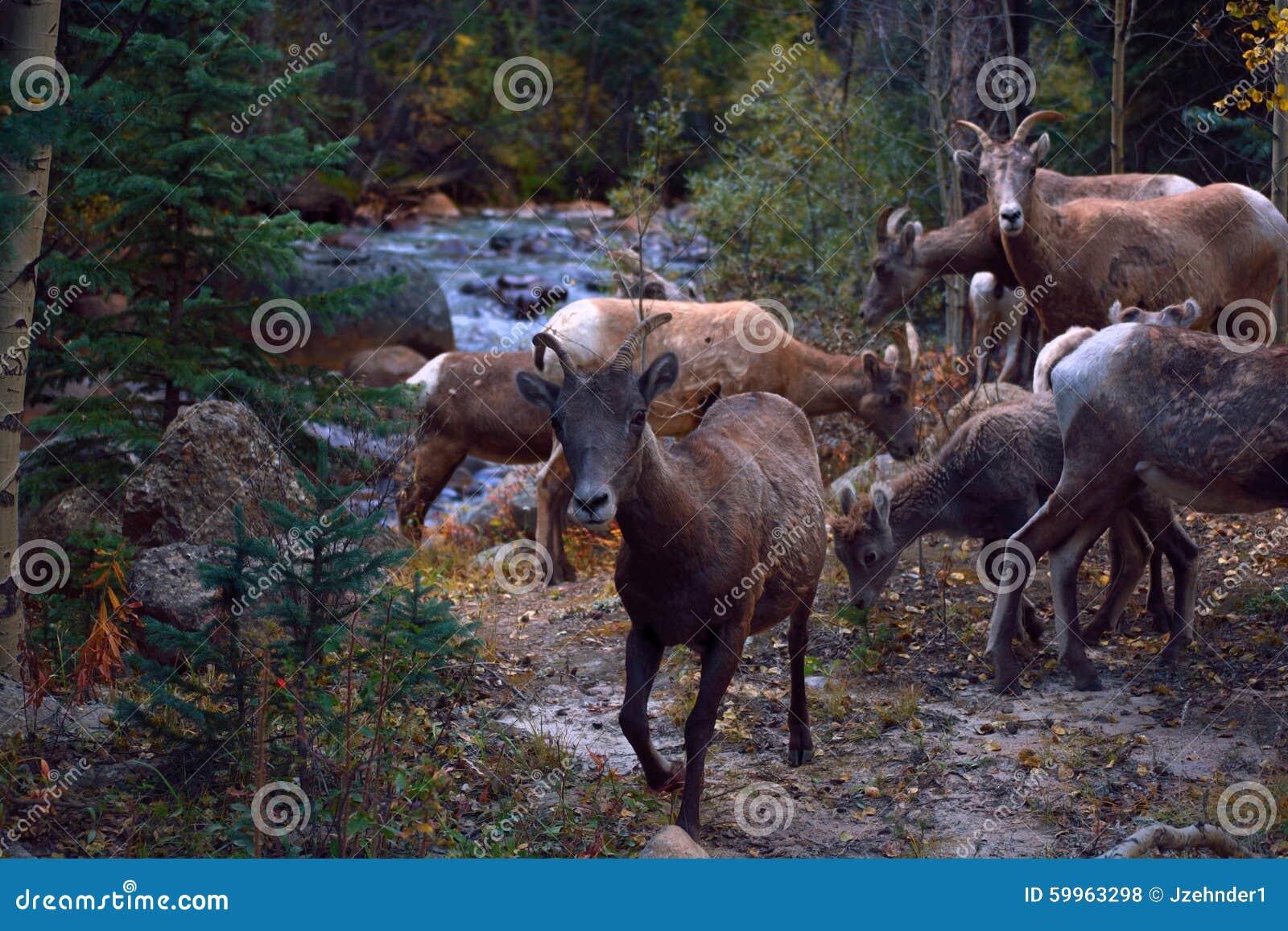 Gregge Degli Stambecchi Da Un Fiume Fotografia Stock - Immagine di ...