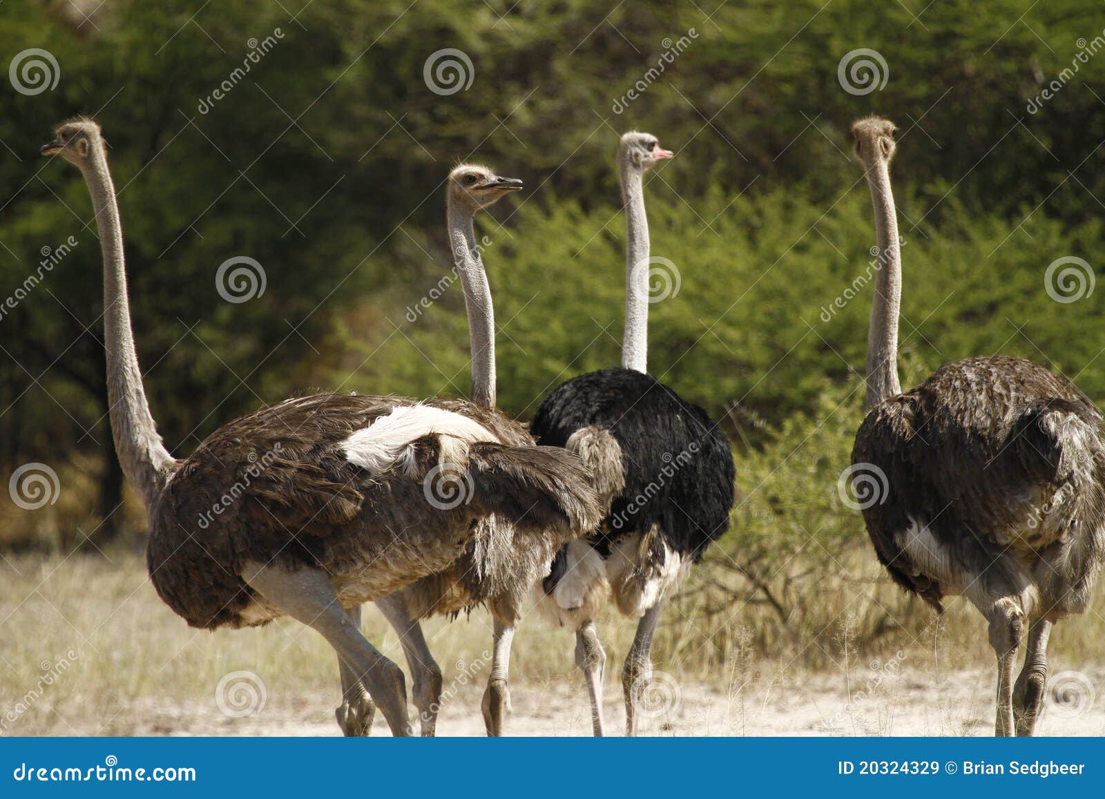 Gregge Degli Struzzi Africani Immagine Stock - Immagine di becco, parco ...