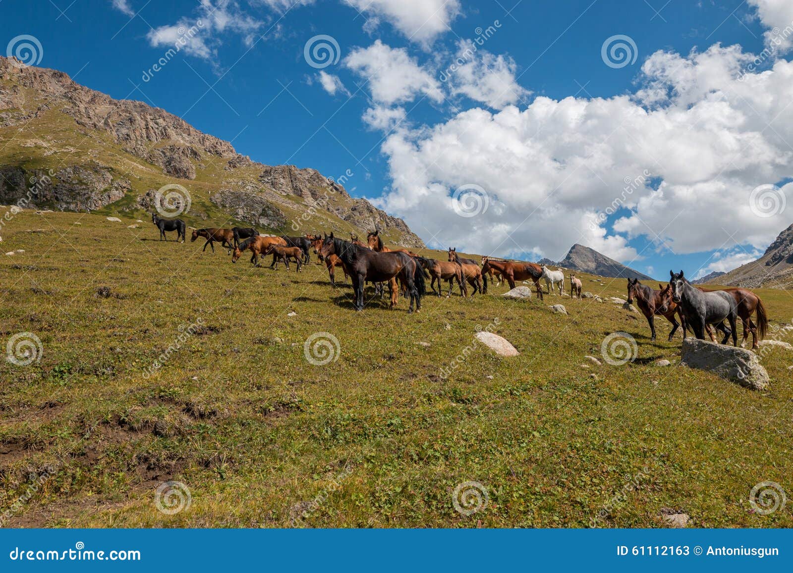 Gregge Dei Cavalli Nelle Montagne Immagine Stock - Immagine di nero ...