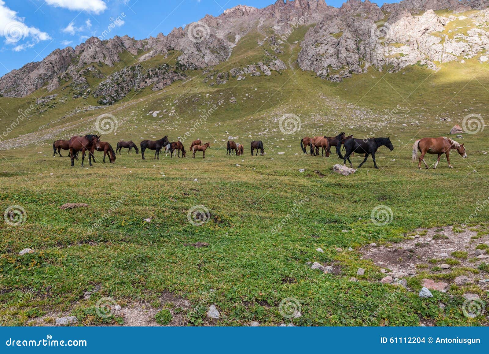 Gregge Dei Cavalli Nelle Montagne Fotografia Stock - Immagine di ...