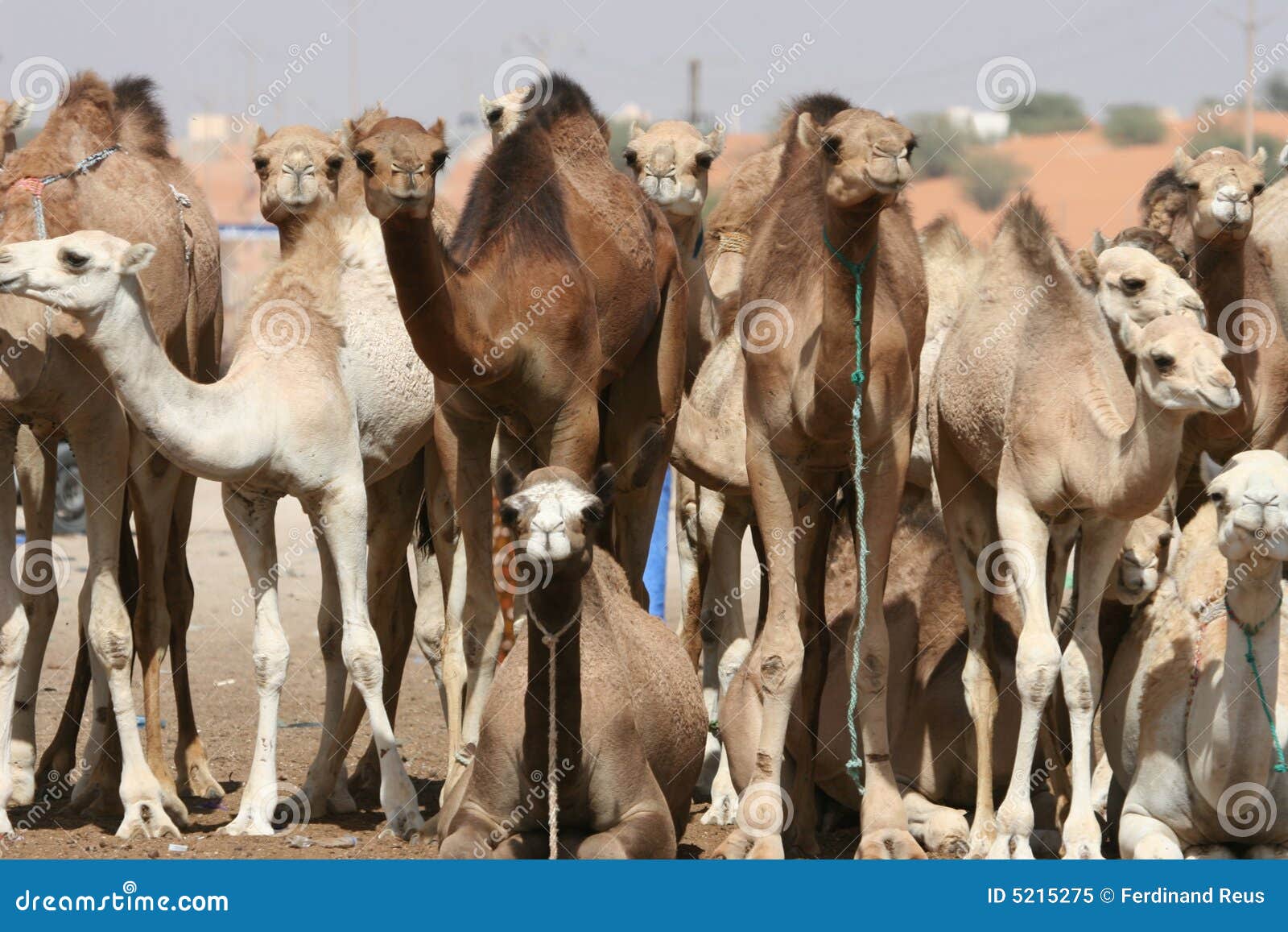 Gregge del cammello immagine stock. Immagine di gregge - 5215275