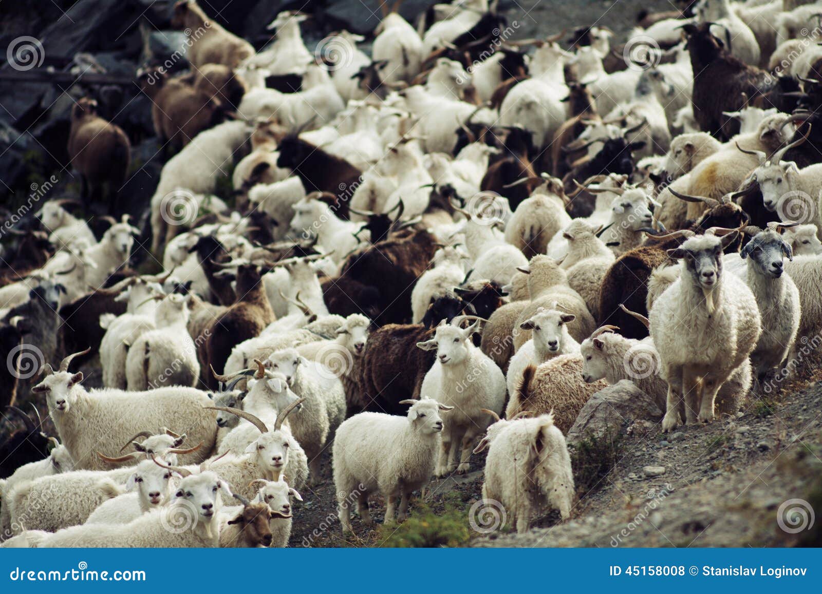 Gregge della capra fotografia stock. Immagine di famiglia - 45158008