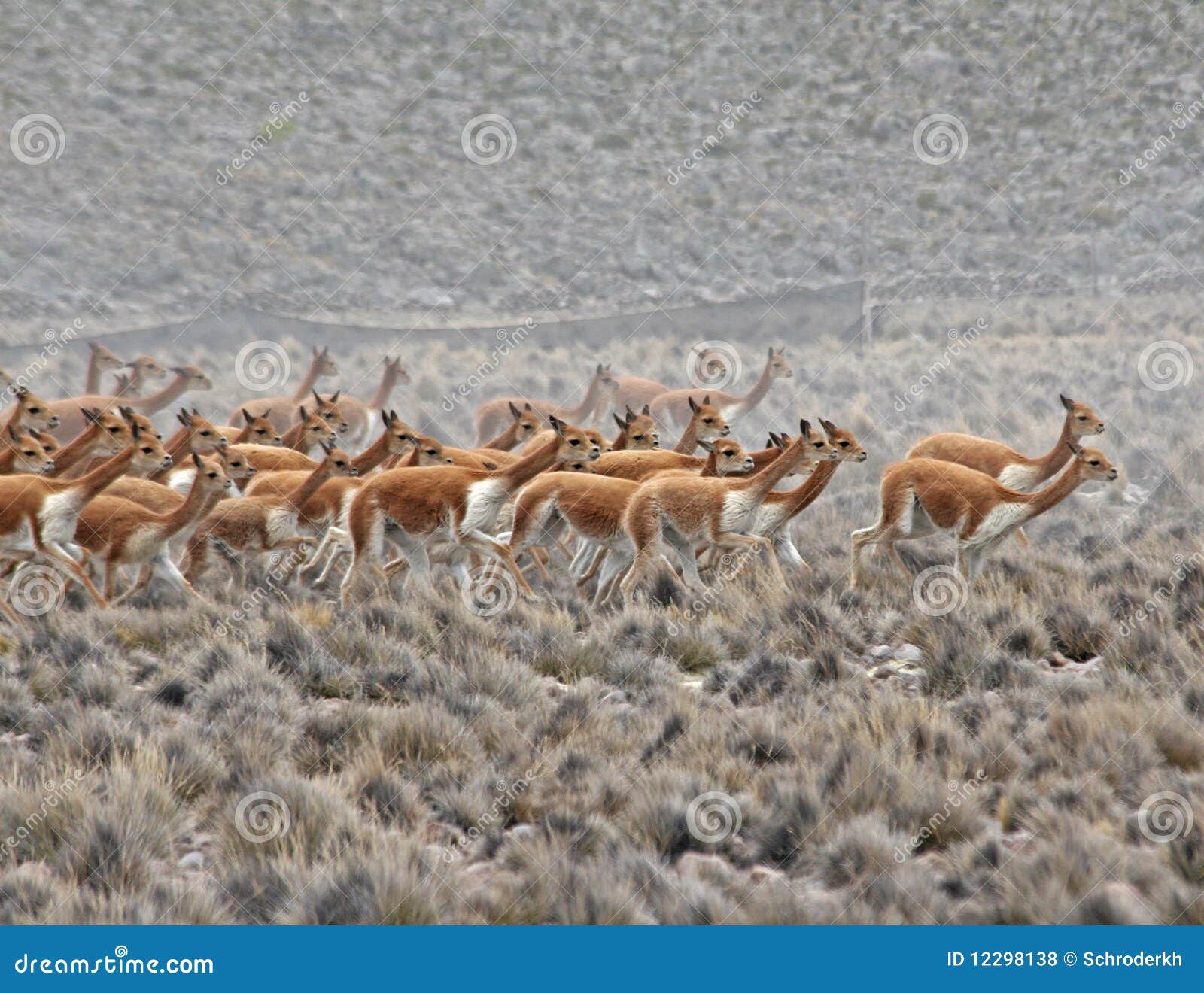 Gregge della vigogna fotografia stock. Immagine di rituali - 12298138