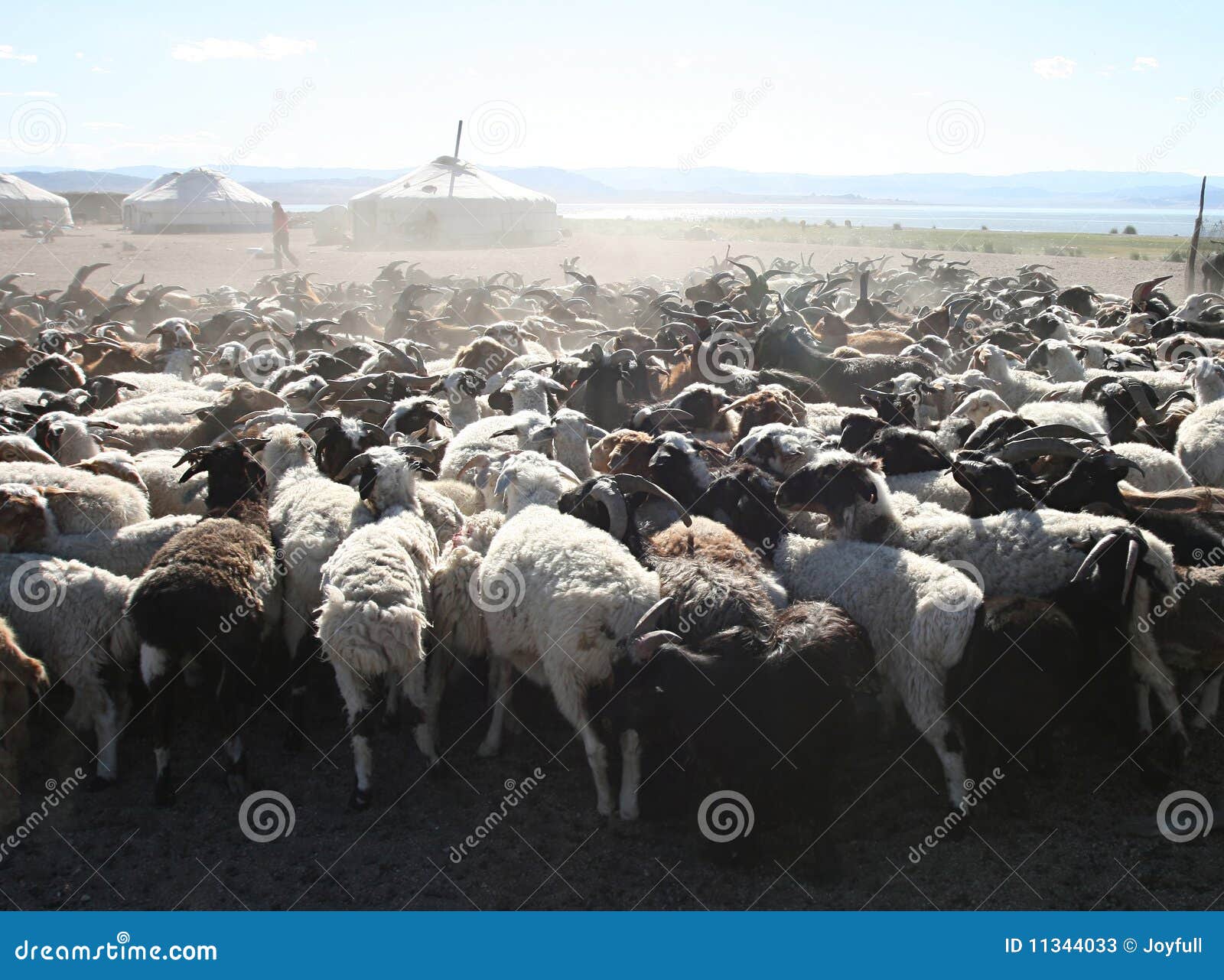 Gregge delle capre immagine stock. Immagine di campeggio - 11344033