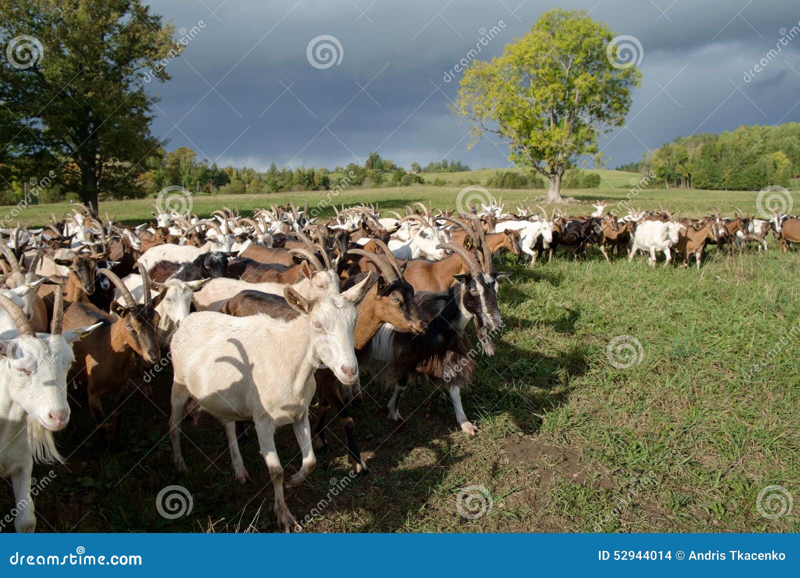 Gregge delle capre fotografia stock. Immagine di ambiente - 52944014