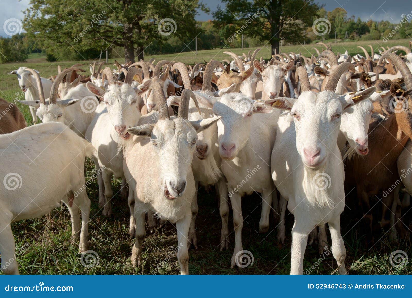 Gregge delle capre immagine stock. Immagine di gregge - 52946743