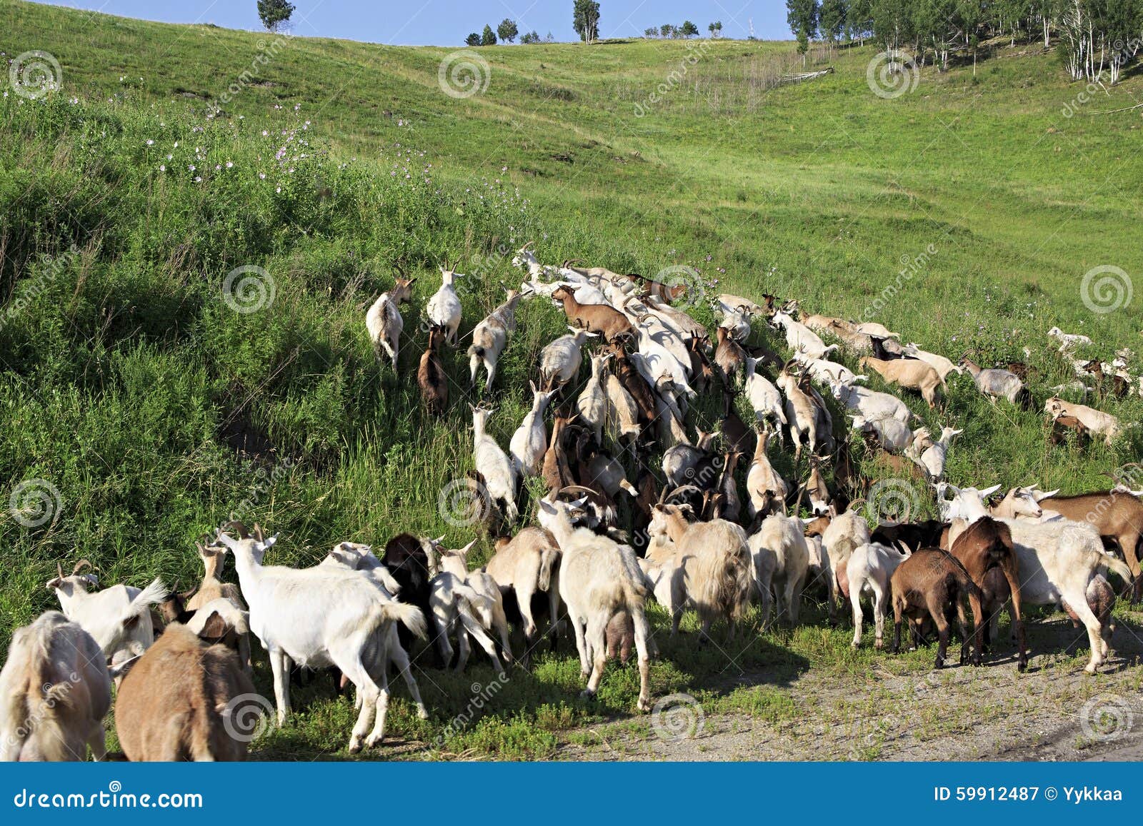 Gregge Delle Capre Che Pascono Su Una Collina Verde Immagine Stock ...