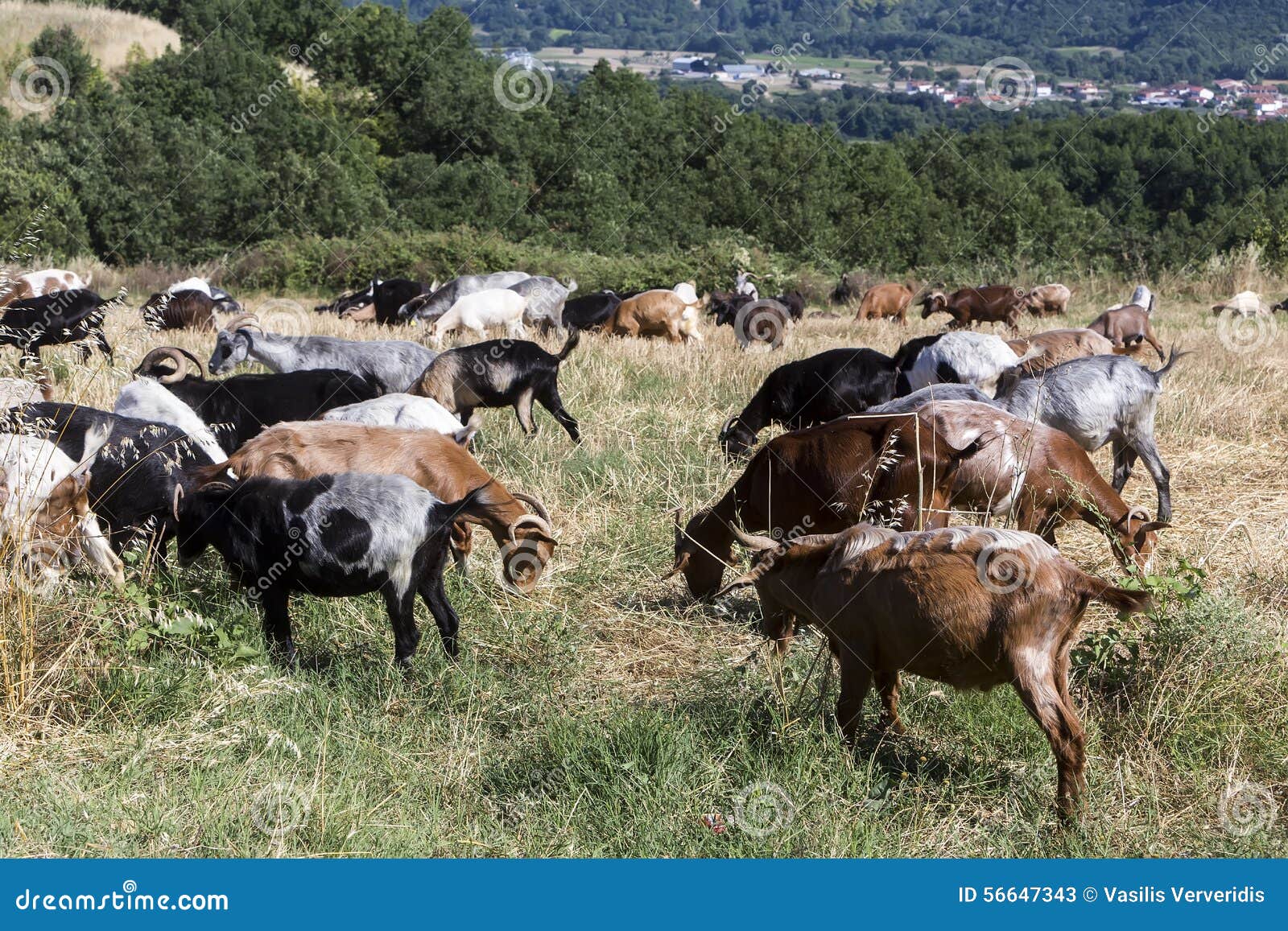 Gregge Delle Capre Che Pascono in Un Prato Immagine Stock - Immagine di ...