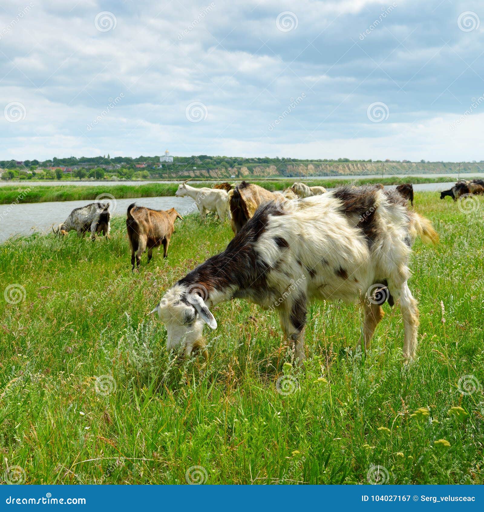 Gregge Delle Capre E Delle Pecore Che Pascono Nel Pascolo Immagine ...