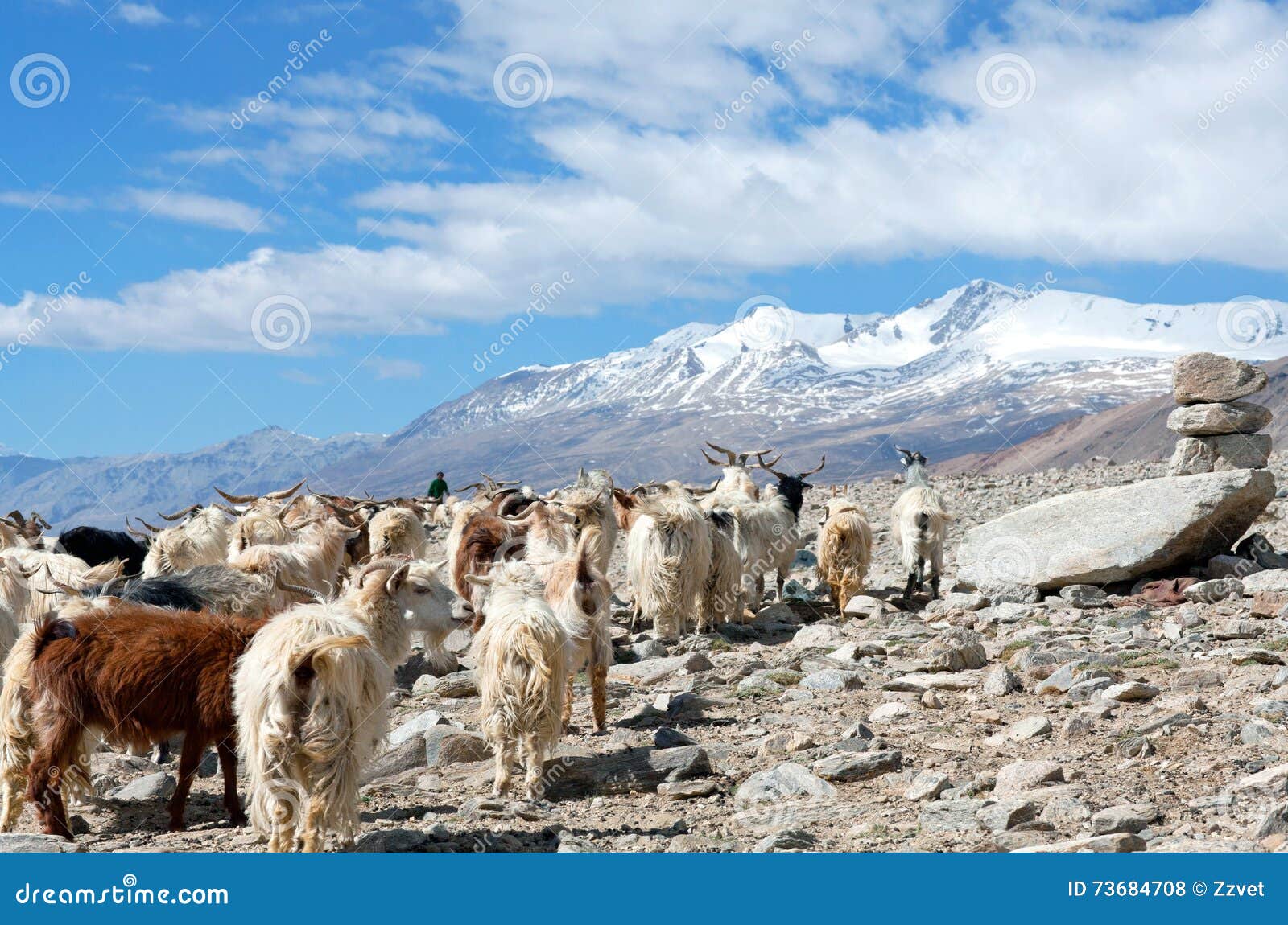 Gregge Delle Capre in Himalaya Indiana Fotografia Stock - Immagine di ...