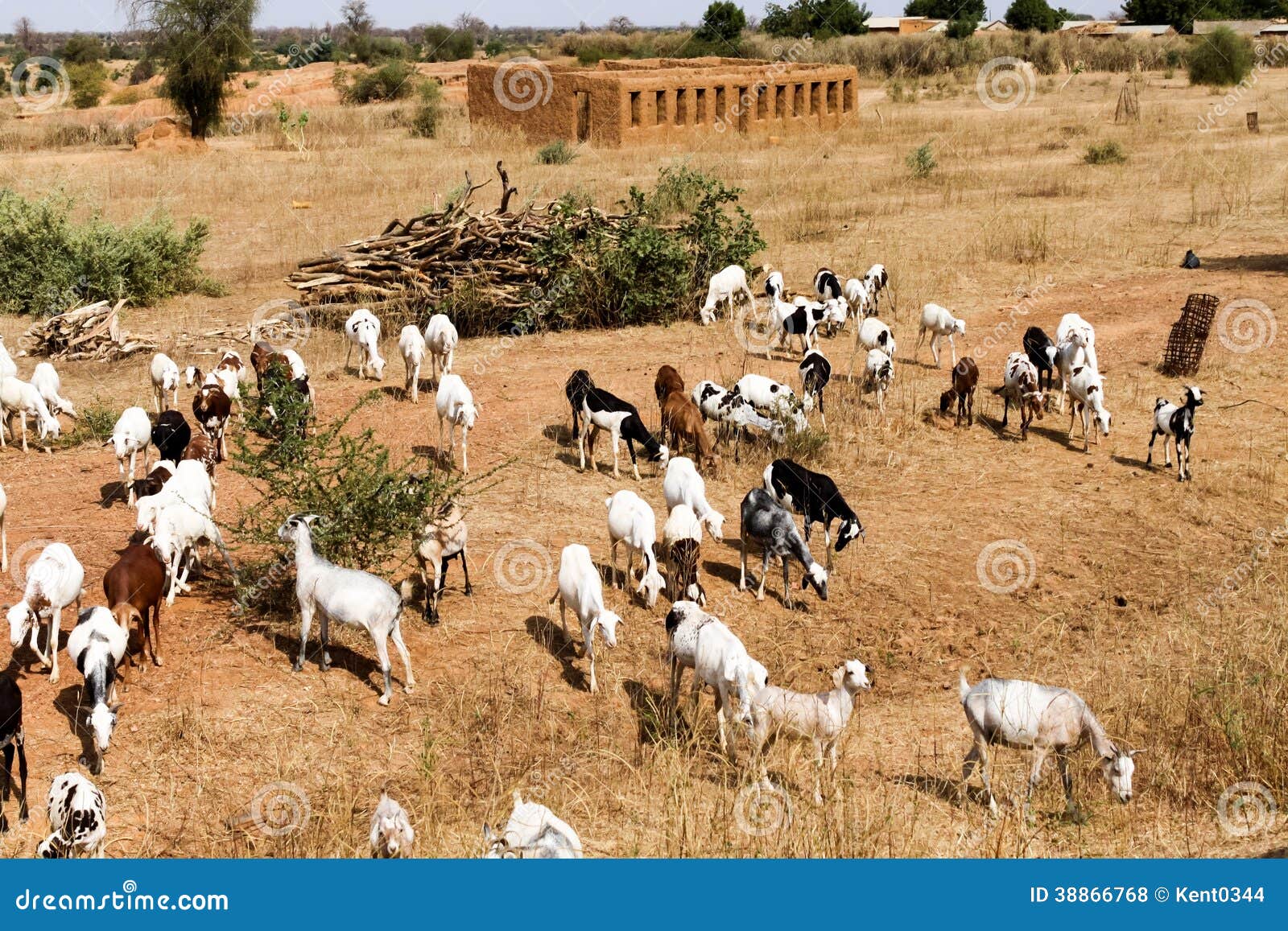 Gregge delle capre, Mali fotografia stock. Immagine di agricoltura ...