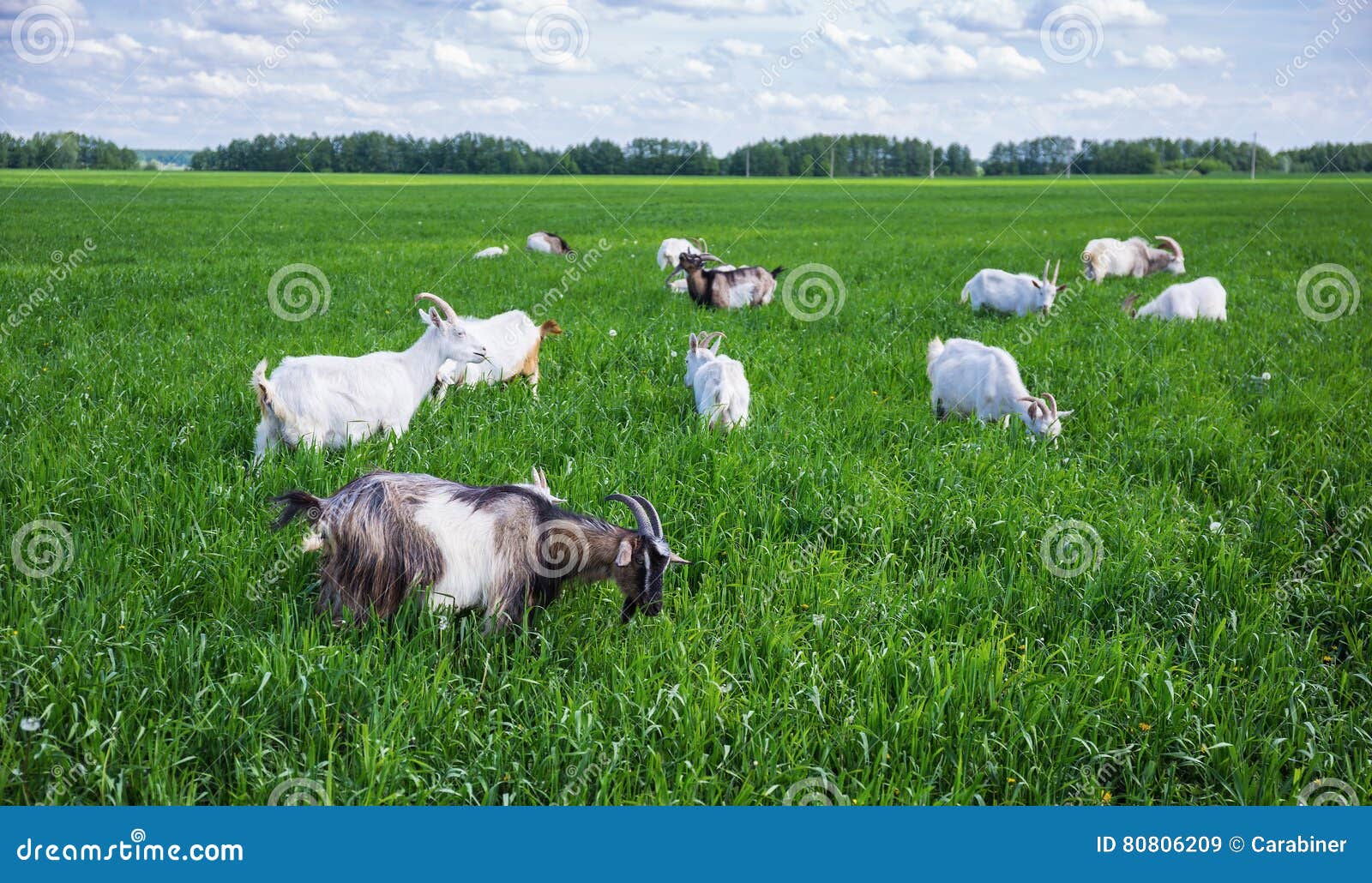 Gregge Delle Capre Su Un Pascolo Immagine Stock - Immagine di nave ...