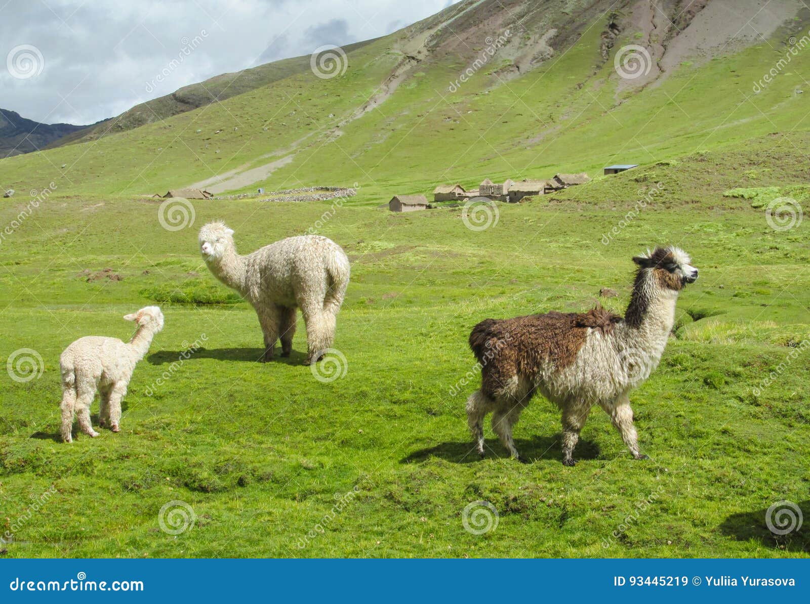 Gregge Delle Lame Su Erba Verde Immagine Stock - Immagine di alpaca ...