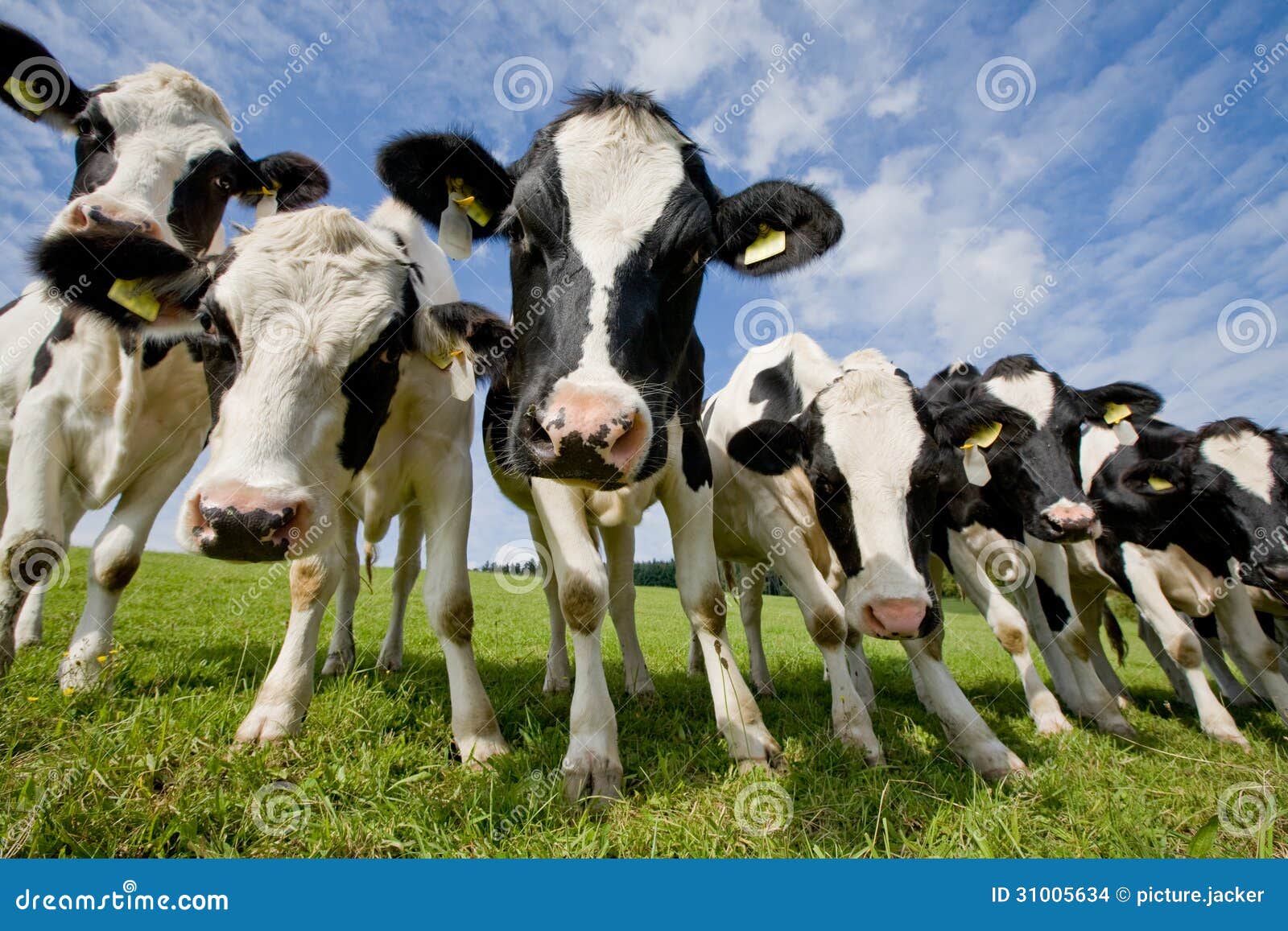 Gregge Delle Mucche Curiose Fotografia Stock - Immagine di felice ...