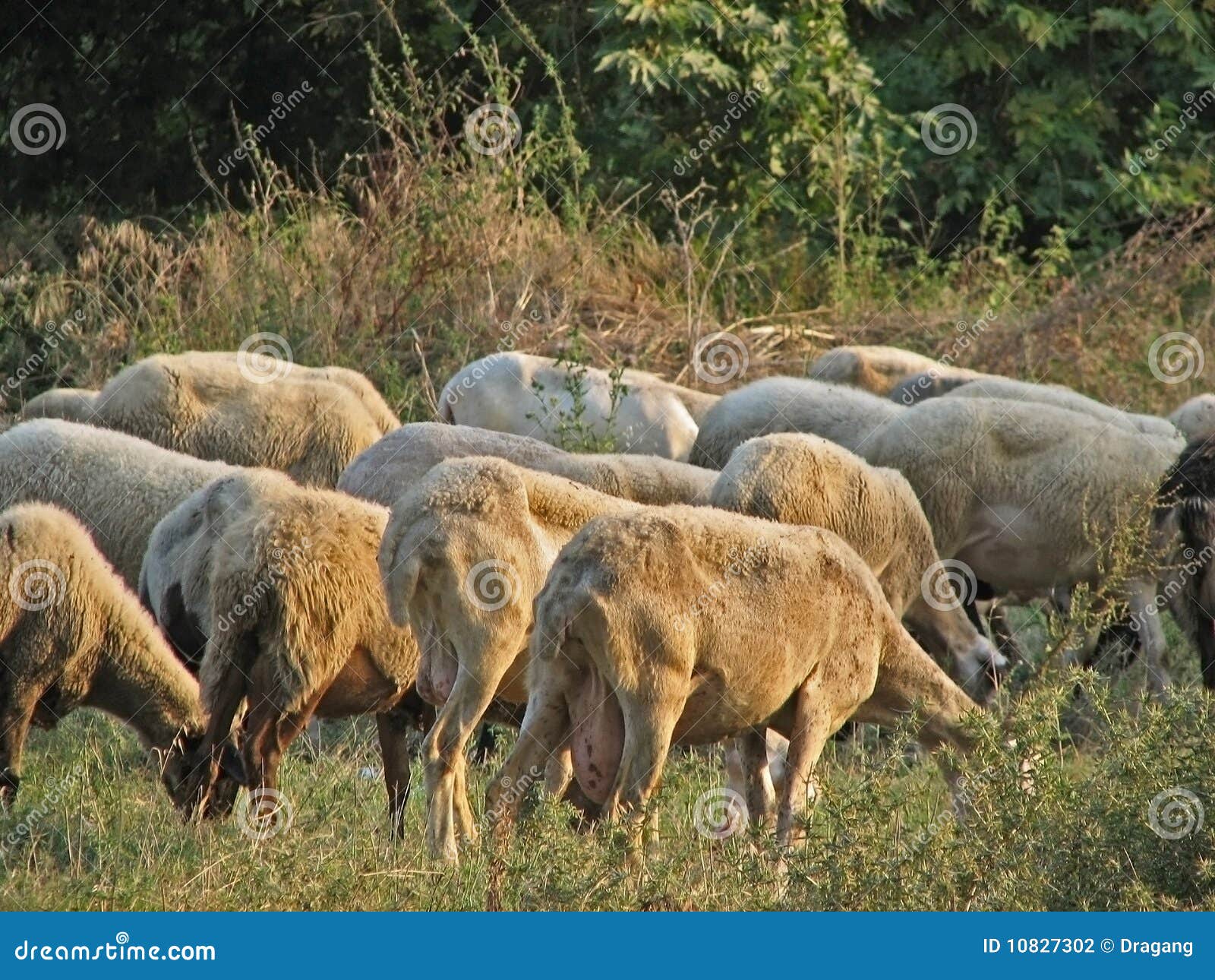 Gregge delle pecore fotografia stock. Immagine di caduta - 10827302