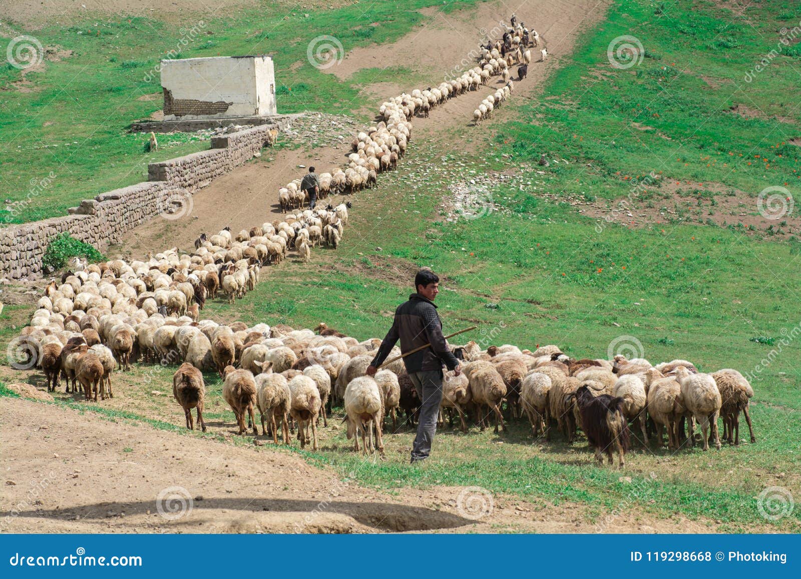 Gregge delle pecore fotografia stock editoriale. Immagine di paesaggio ...