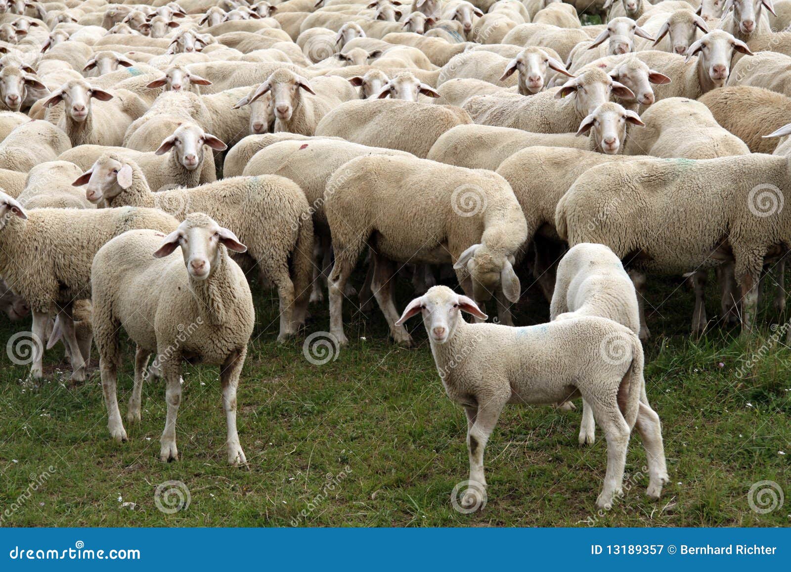 Gregge delle pecore immagine stock. Immagine di pieno - 13189357