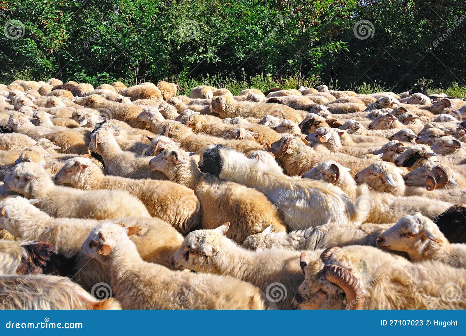 Gregge delle pecore immagine stock. Immagine di tagliatrice - 27107023