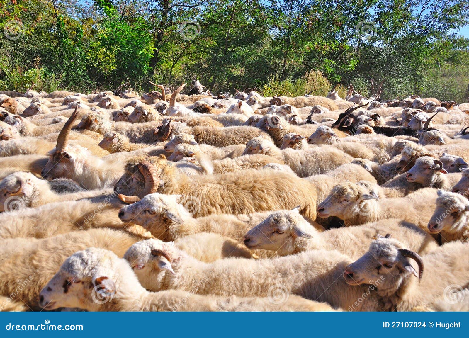 Gregge delle pecore fotografia stock. Immagine di podere - 27107024
