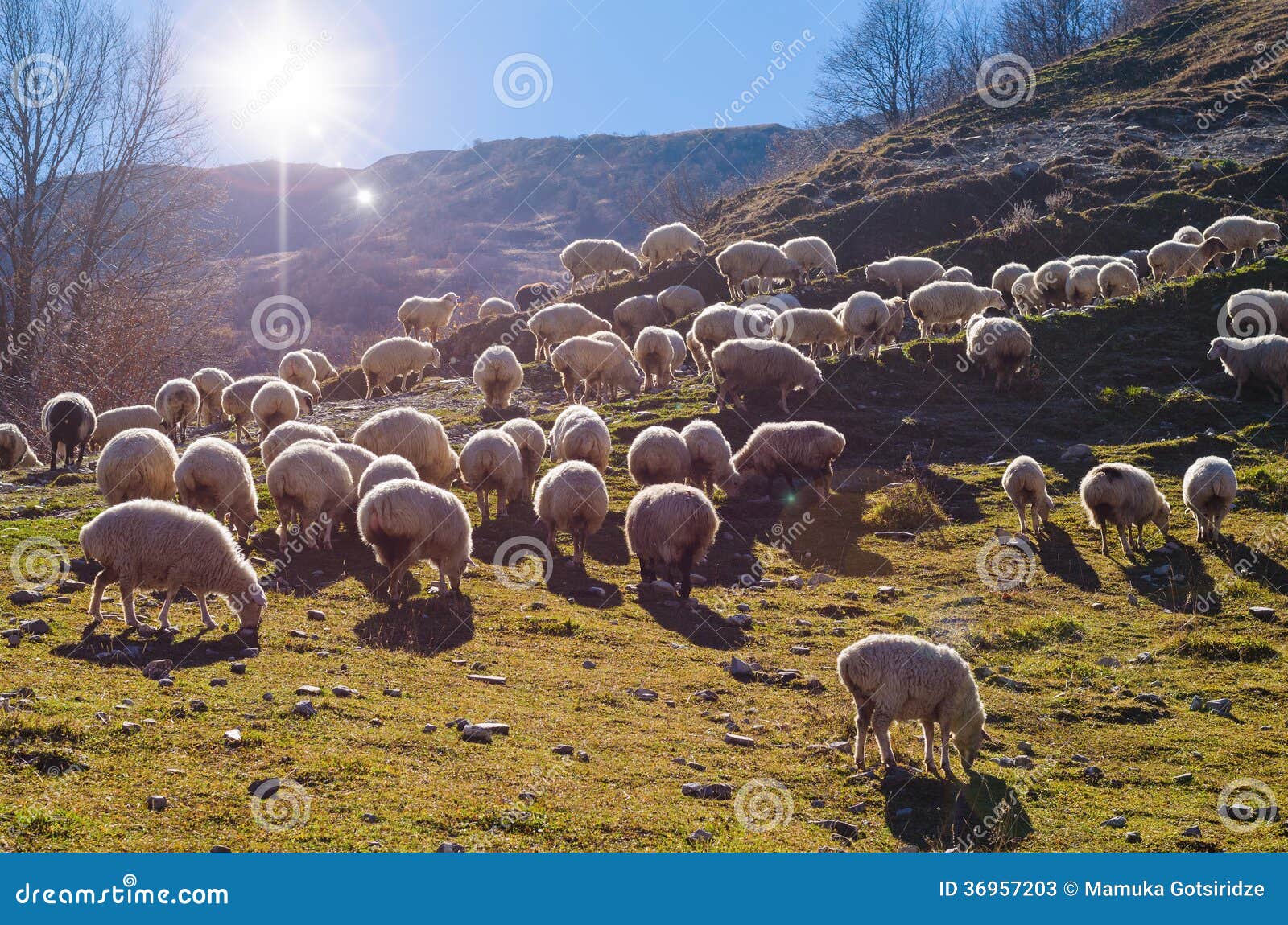 Gregge delle pecore immagine stock. Immagine di podere - 36957203