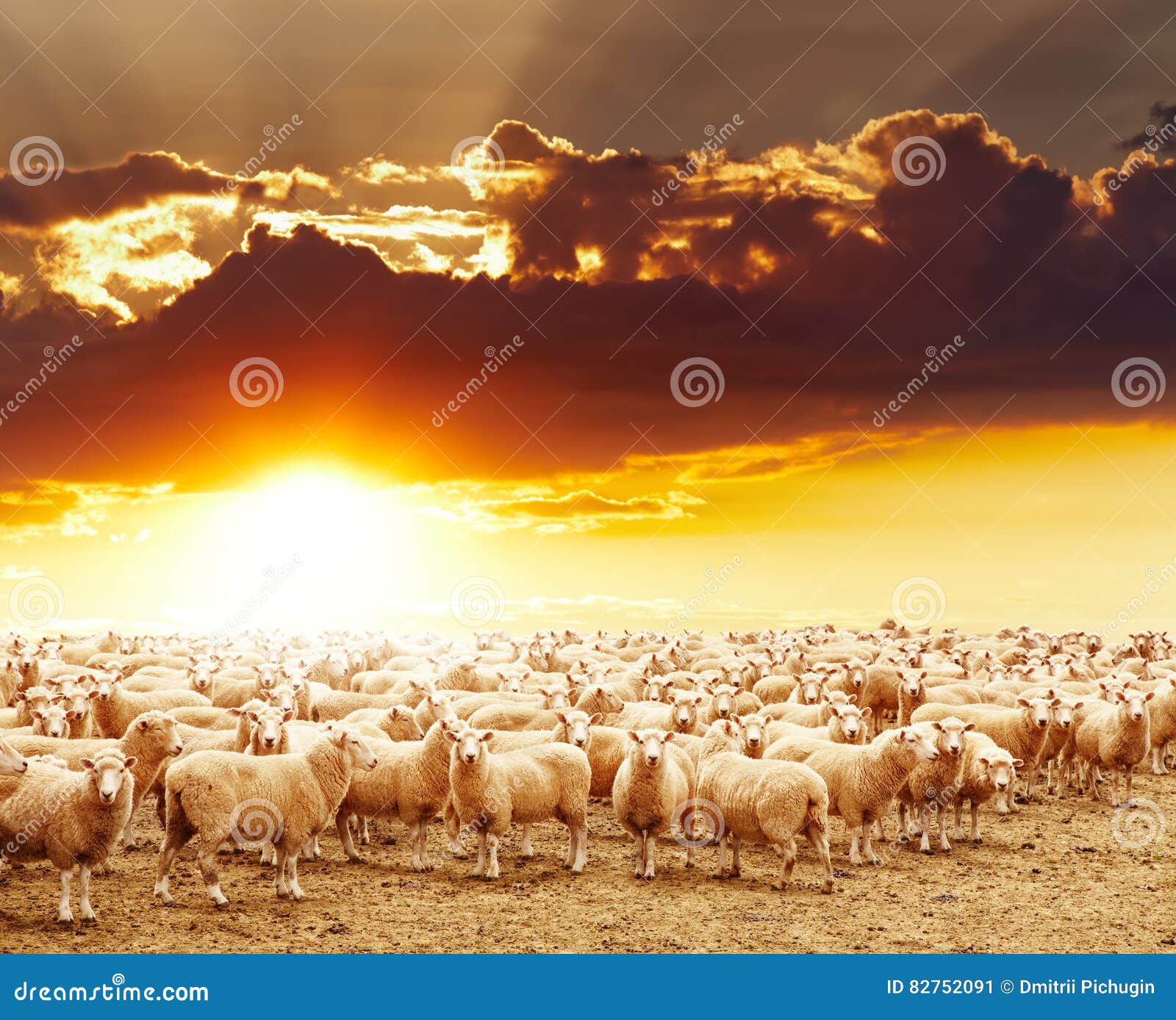 Gregge delle pecore immagine stock. Immagine di rurale - 82752091