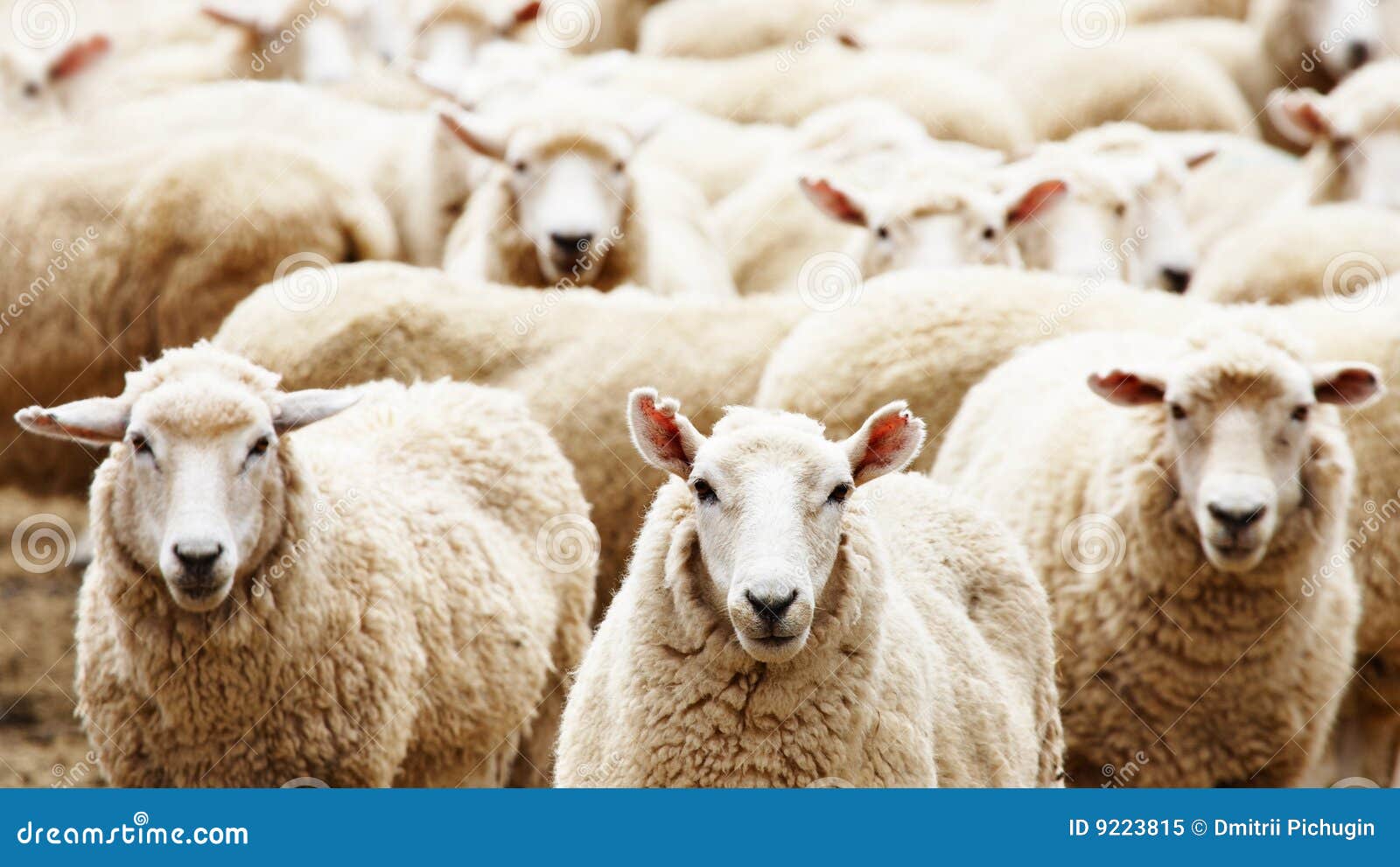 Gregge delle pecore immagine stock. Immagine di pecora - 9223815