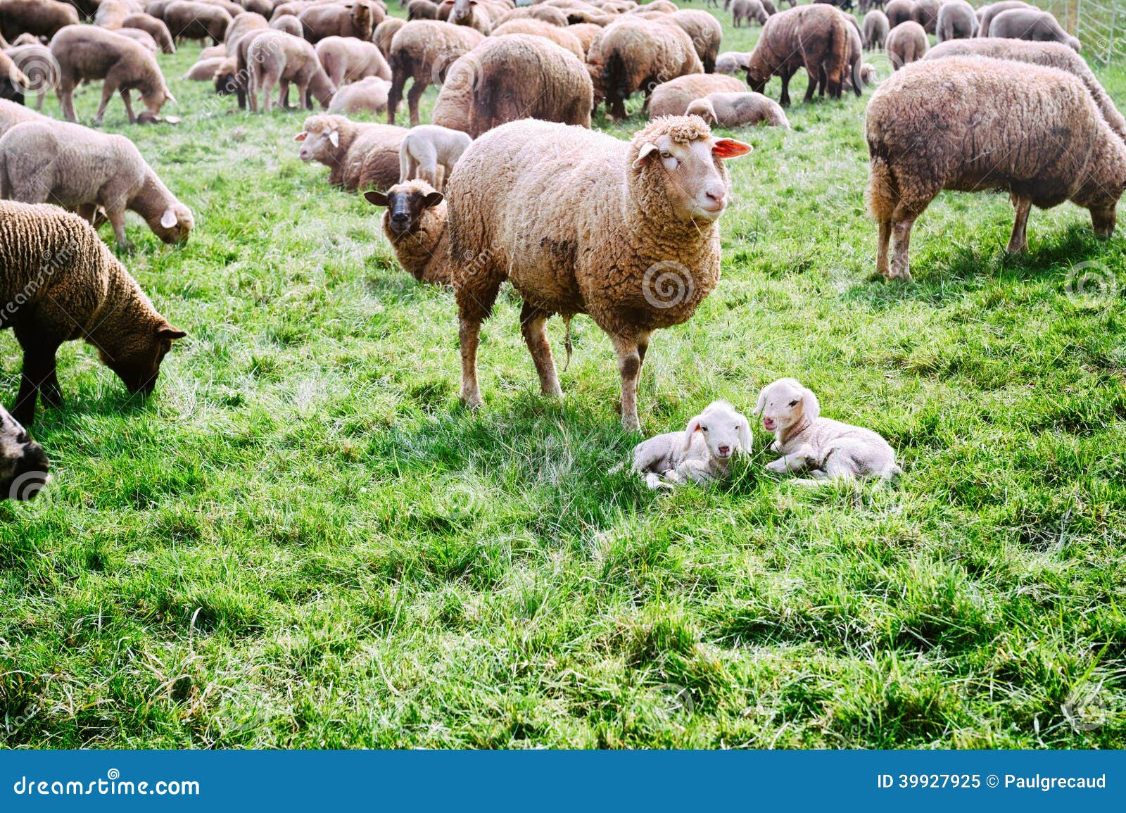 Gregge Delle Pecore Al Campo Verde Immagine Stock - Immagine di ...