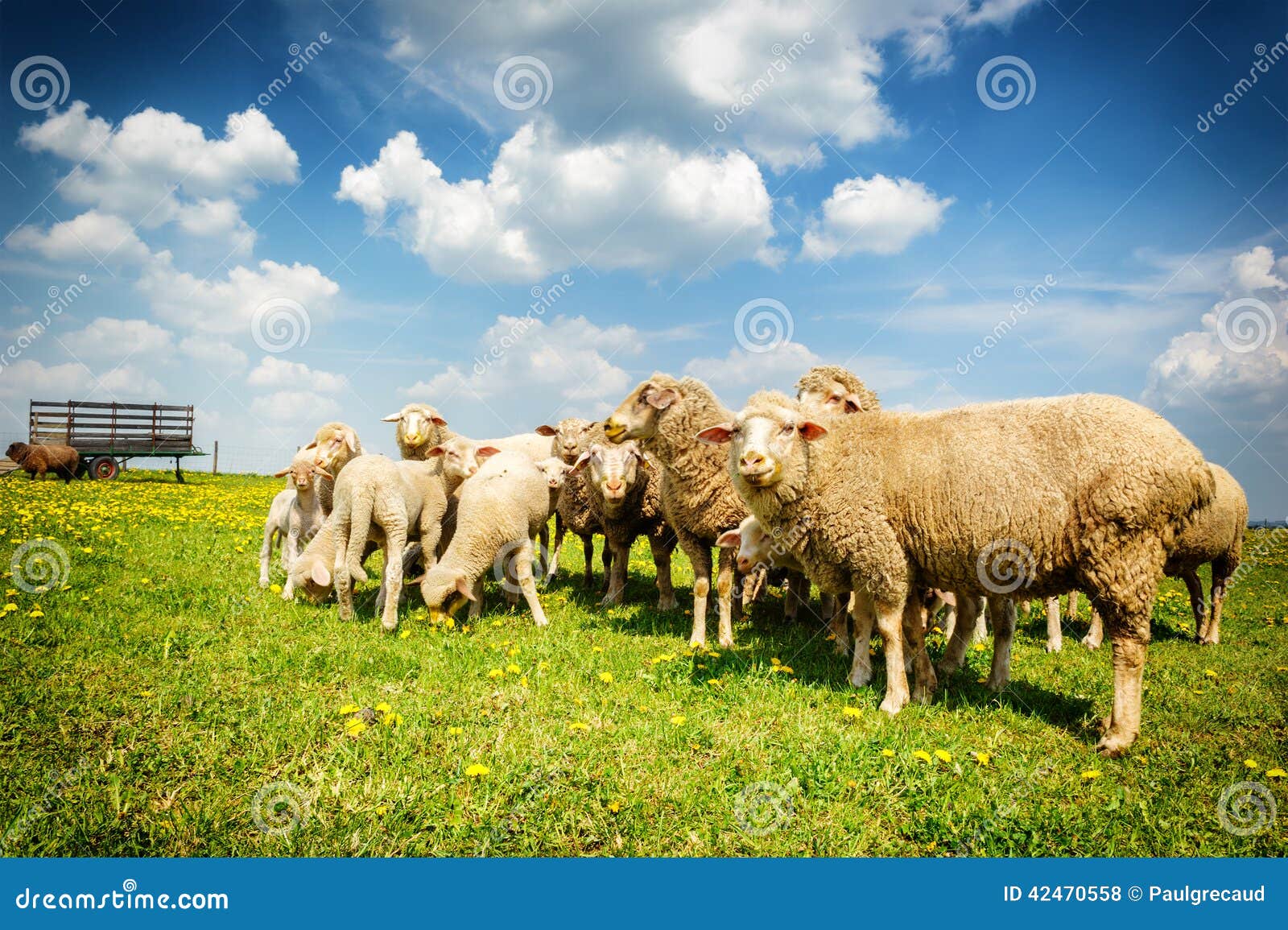 Gregge Delle Pecore Al Campo Verde Fotografia Stock - Immagine di flebo ...