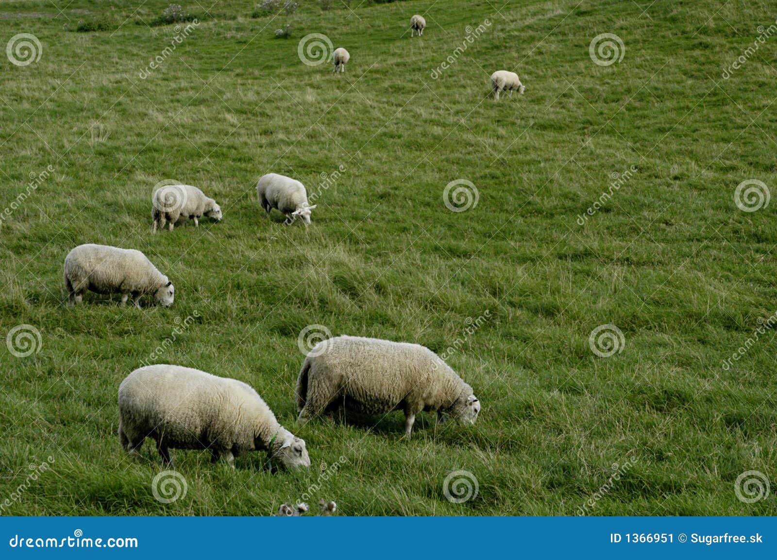 Gregge Delle Pecore Al Pascolo Immagine Stock - Immagine di paesaggio ...